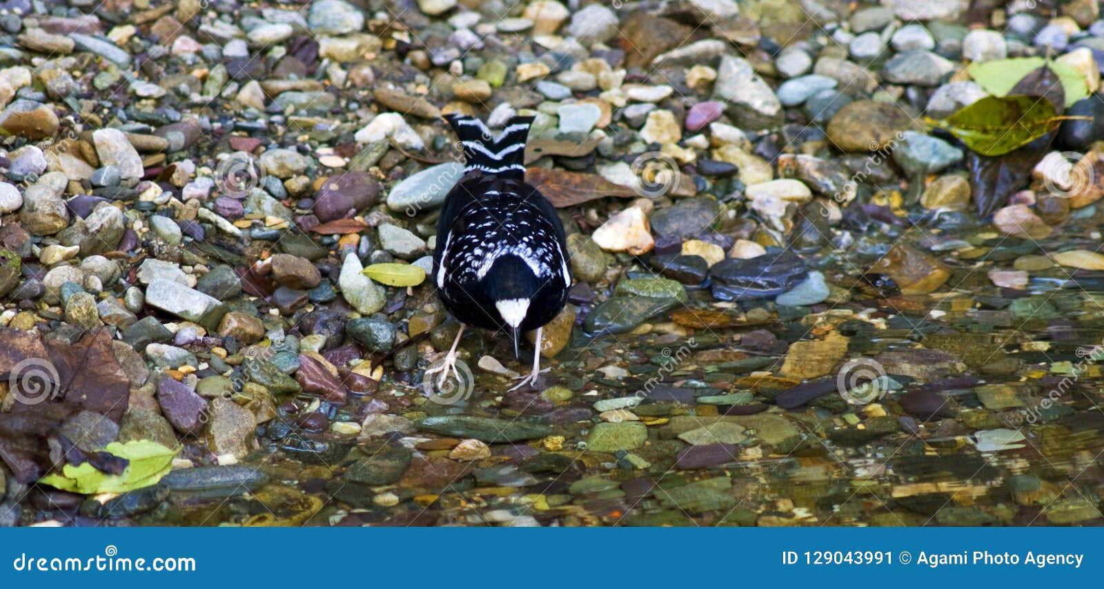 Gevlekte Vorkstaart, Spotted Forktail, Enicurus Maculatus Stock Image ...