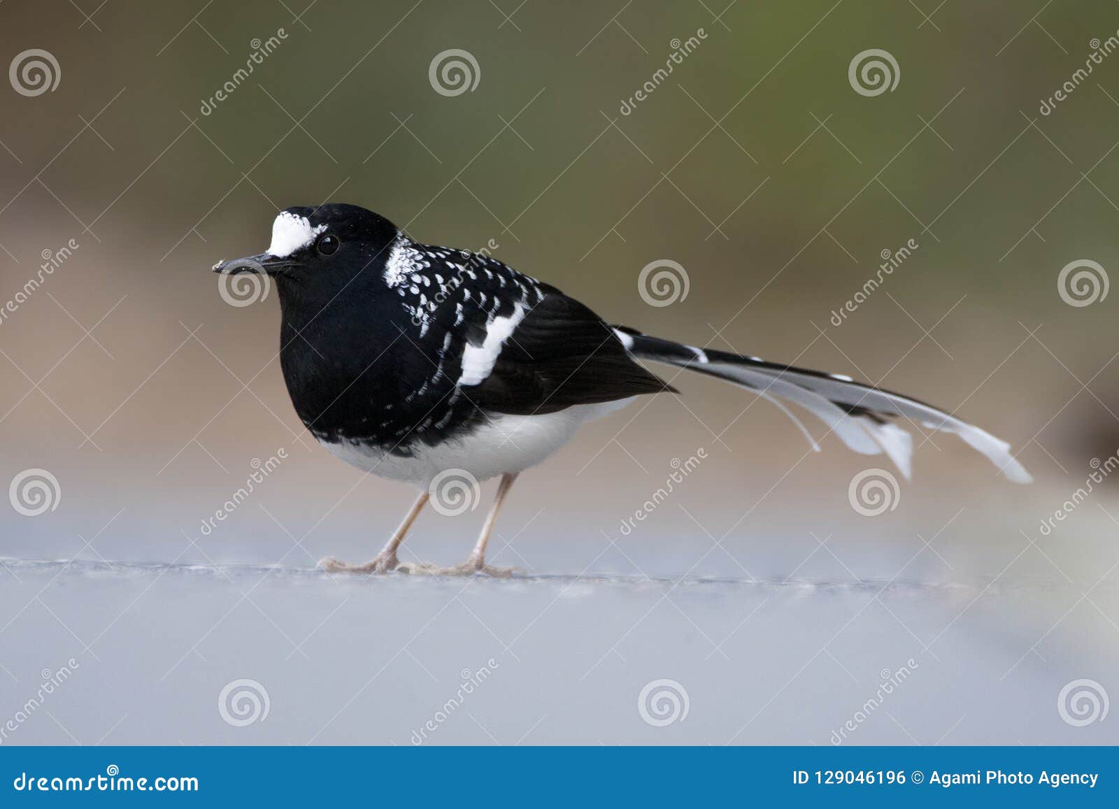 Gevlekte Vorkstaart, Spotted Forktail, Enicurus Maculatus Stock Photo ...