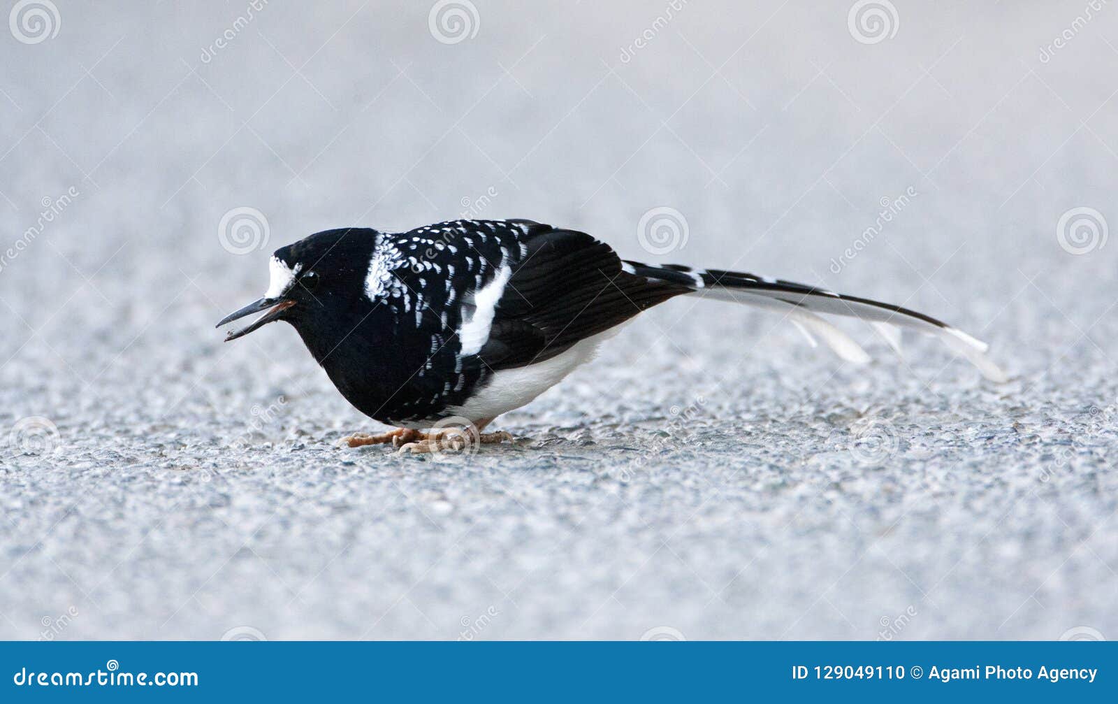 Gevlekte Vorkstaart, Spotted Forktail, Enicurus Maculatus Stock Photo ...