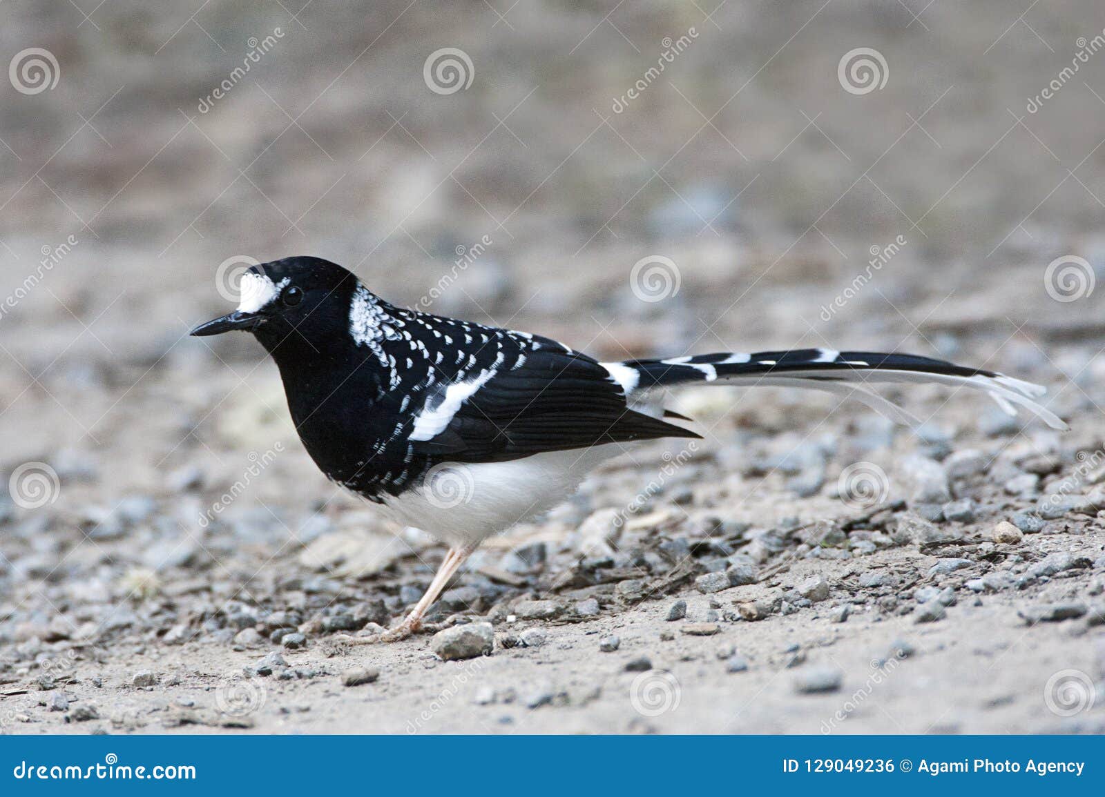 Gevlekte Vorkstaart, Spotted Forktail, Enicurus Maculatus Stock Photo ...