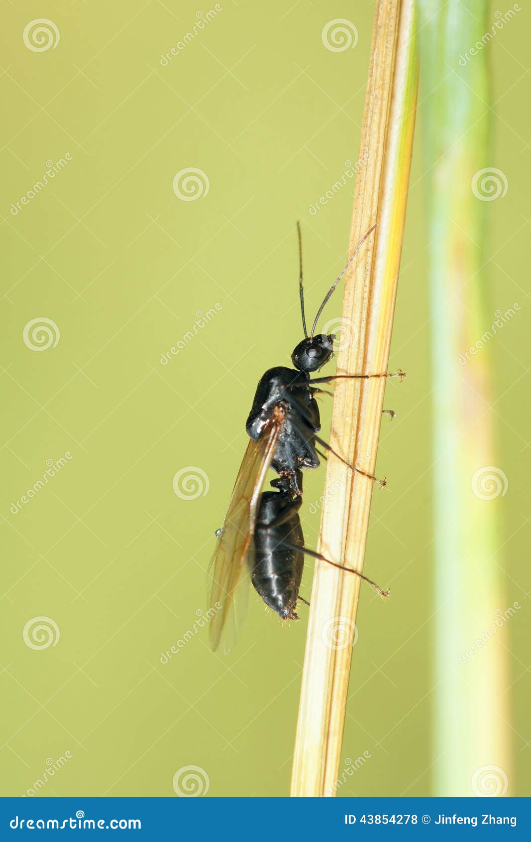 Gevleugelde Mier stock foto. Image of dier, insect, mier - 43854278