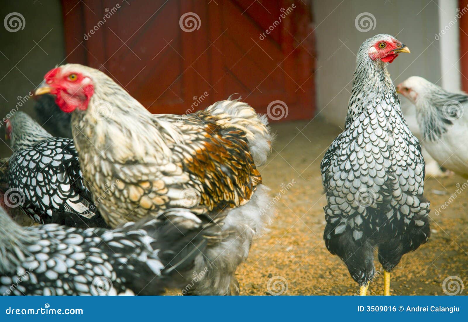Gevogelte stock foto. Image of vogel, gevogelte, lepel - 3509016