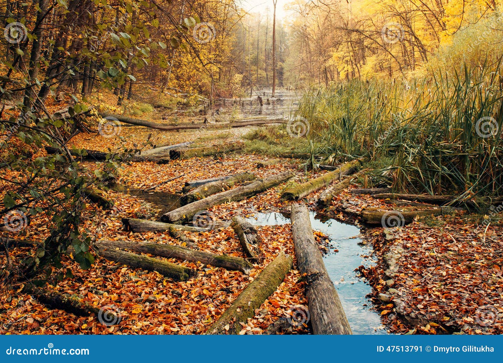 Gevolgen Van Ontbossing Rond Rivier in De Herfstkleur Stock Afbeelding ...
