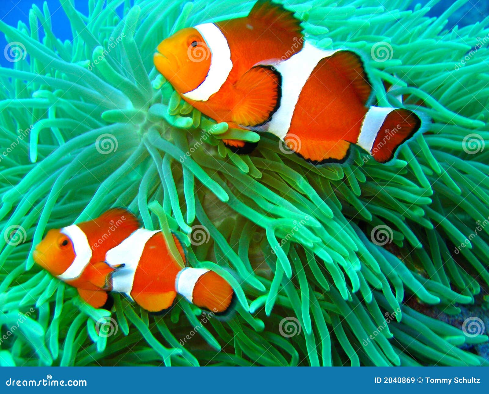 Gevonden Nemo stock afbeelding. Image of blauw, azië, avontuur - 2040869