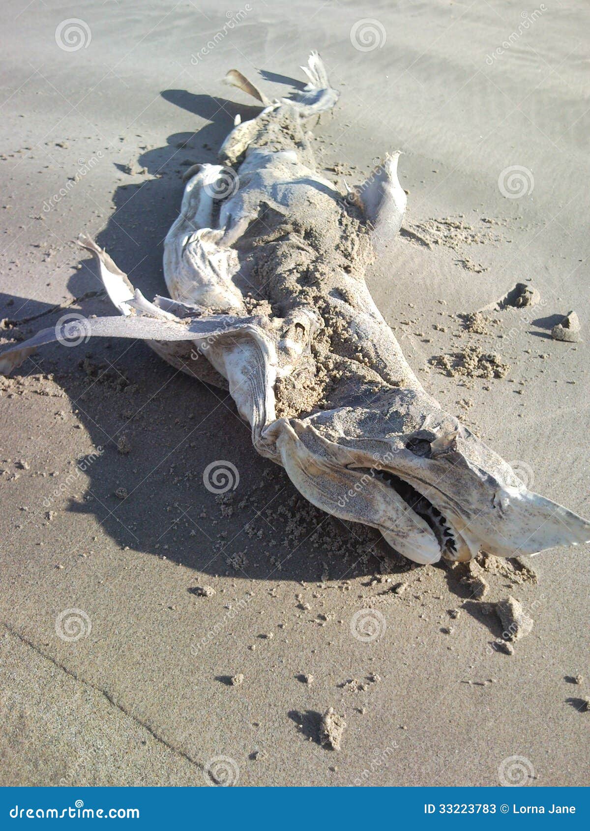 Gewassen Omhoog Dode Haai Op Strand Stock Afbeelding - Image of foto ...