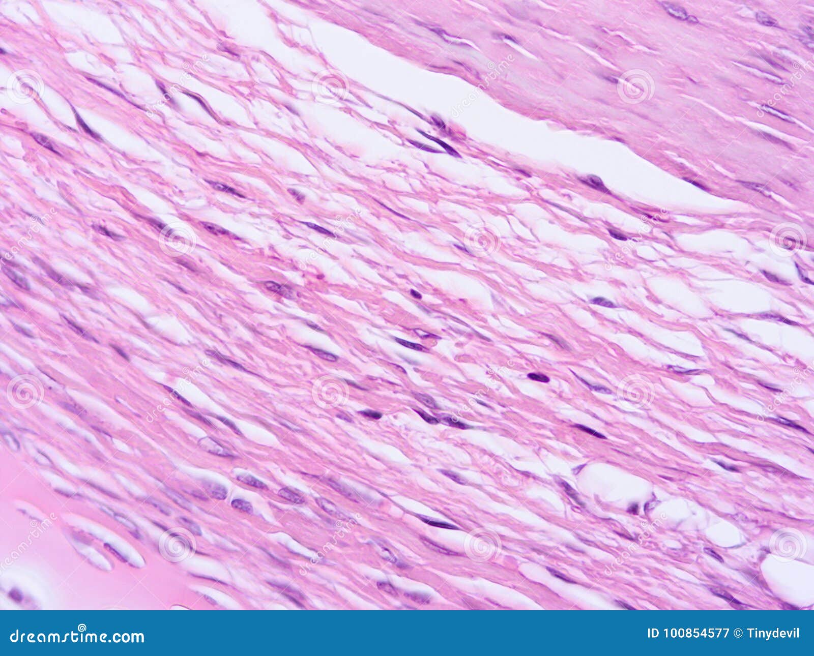 Gewebelehre Des Menschlichen Gewebes Stockbild - Bild von biologie ...