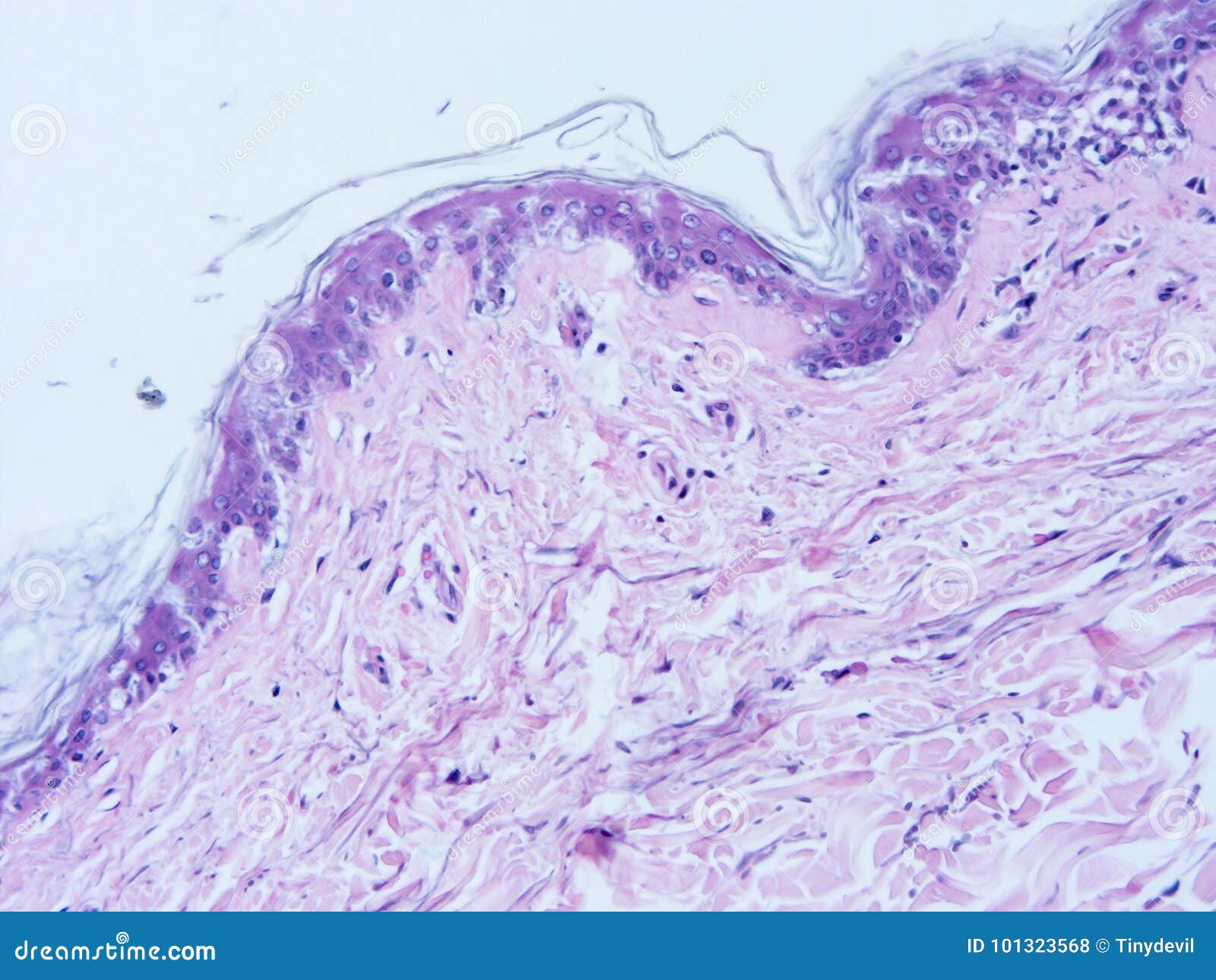 Gewebelehre Des Menschlichen Gewebes Stockfoto - Bild von zelle ...