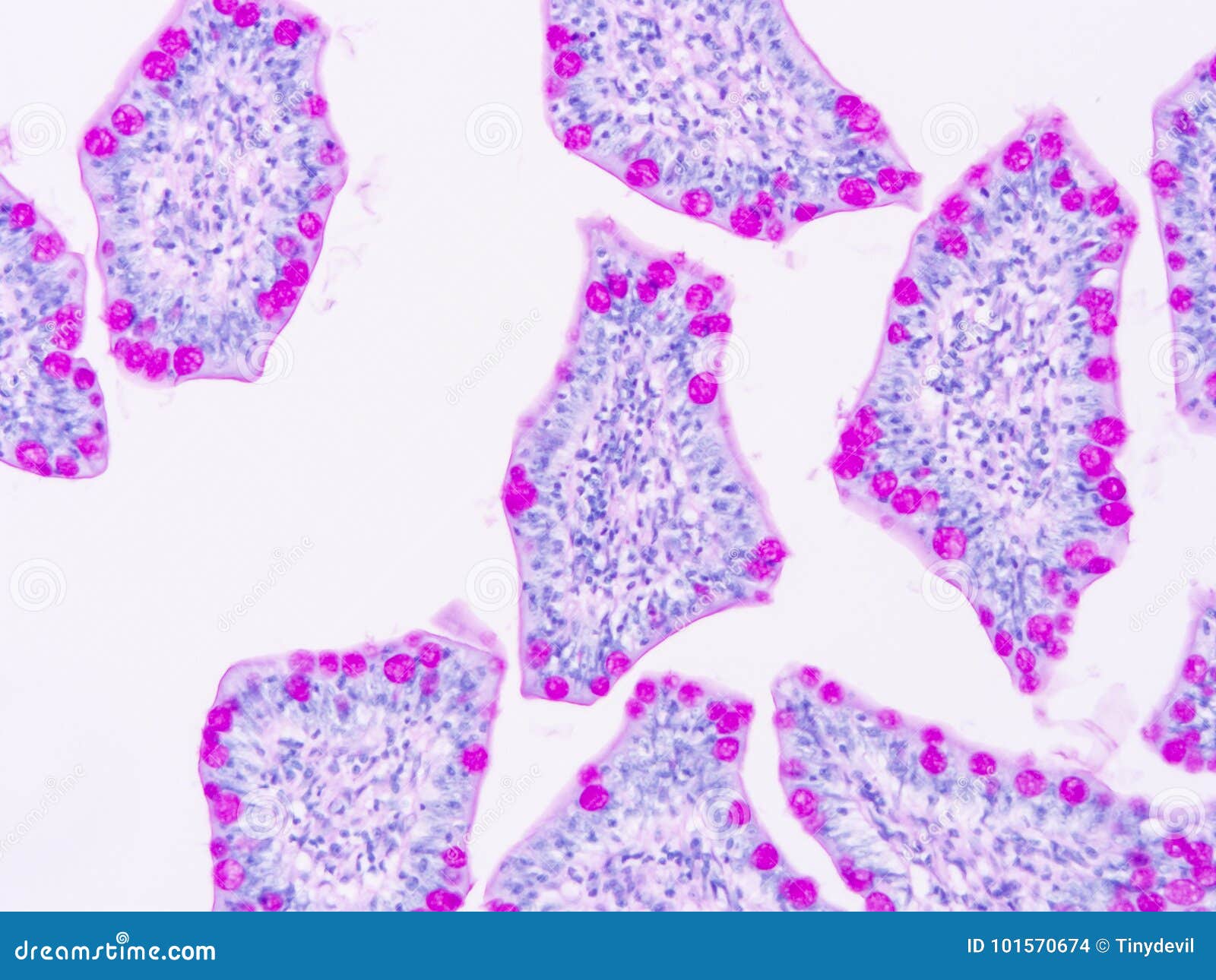 Gewebelehre Des Menschlichen Gewebes Stockfoto - Bild von kern, inneres ...