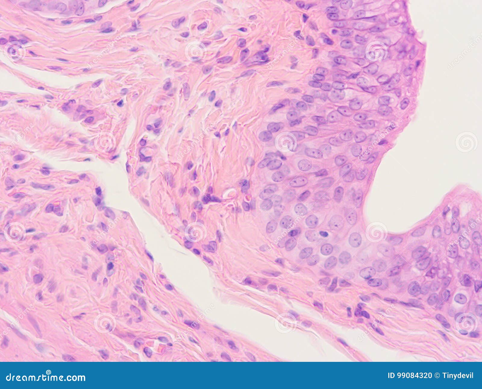 Gewebelehre Des Menschlichen Gewebes Stockfoto - Bild von gewebe ...