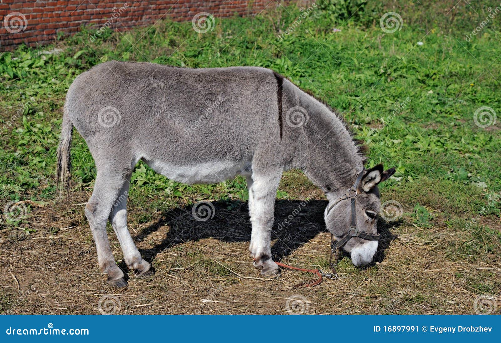 Geweide muilezel stock afbeelding. Image of binnenlands - 16897991