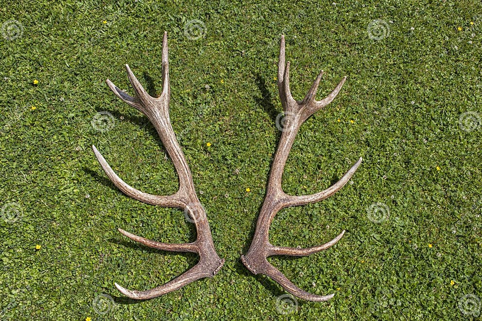 Geweihe Eines Rotwild-Hirsches Stockbild - Bild von rheingau, getrennt ...