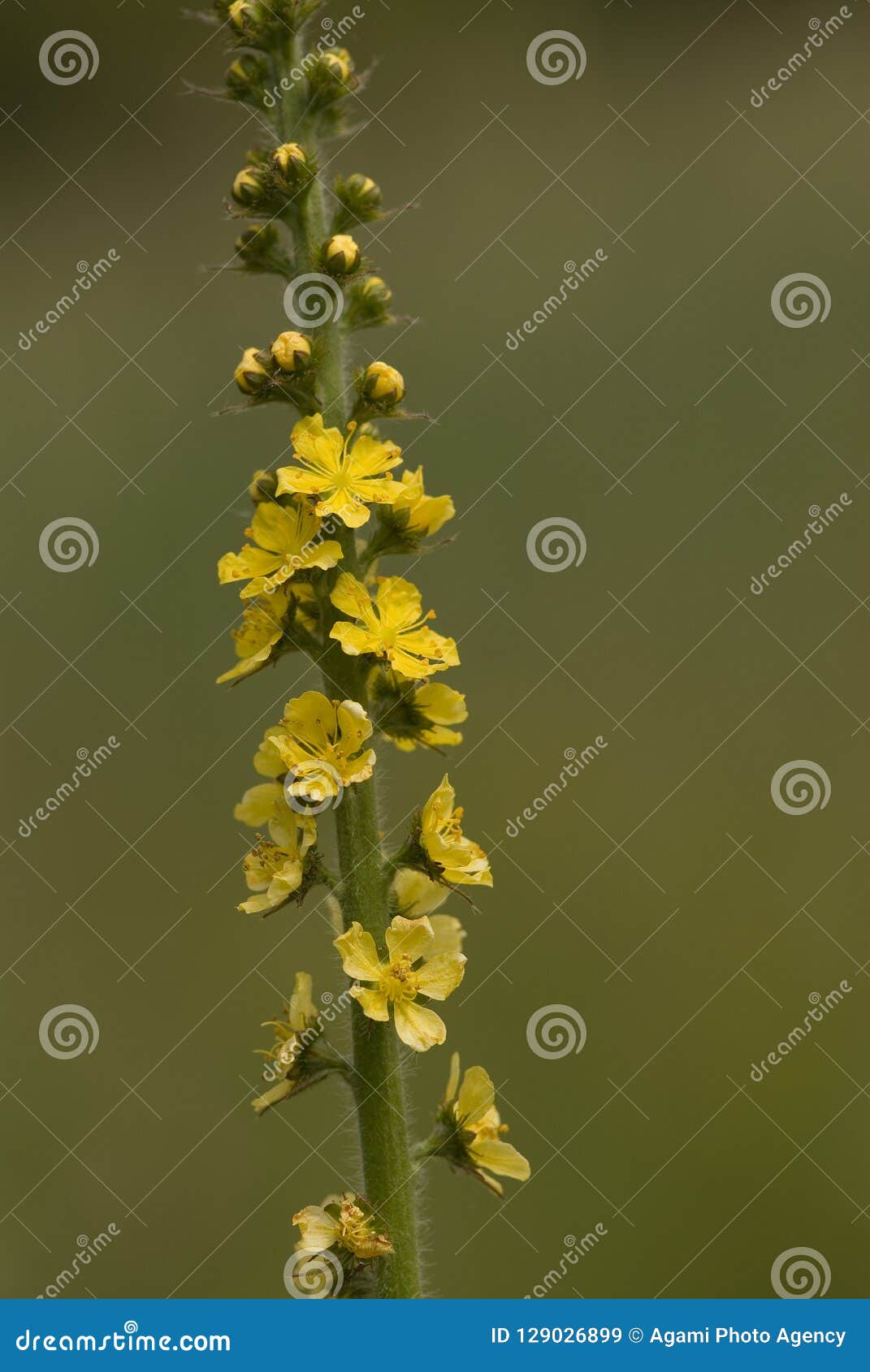 Gewone agrimonie stock image. Image of agrimonia, agrimony - 129026899