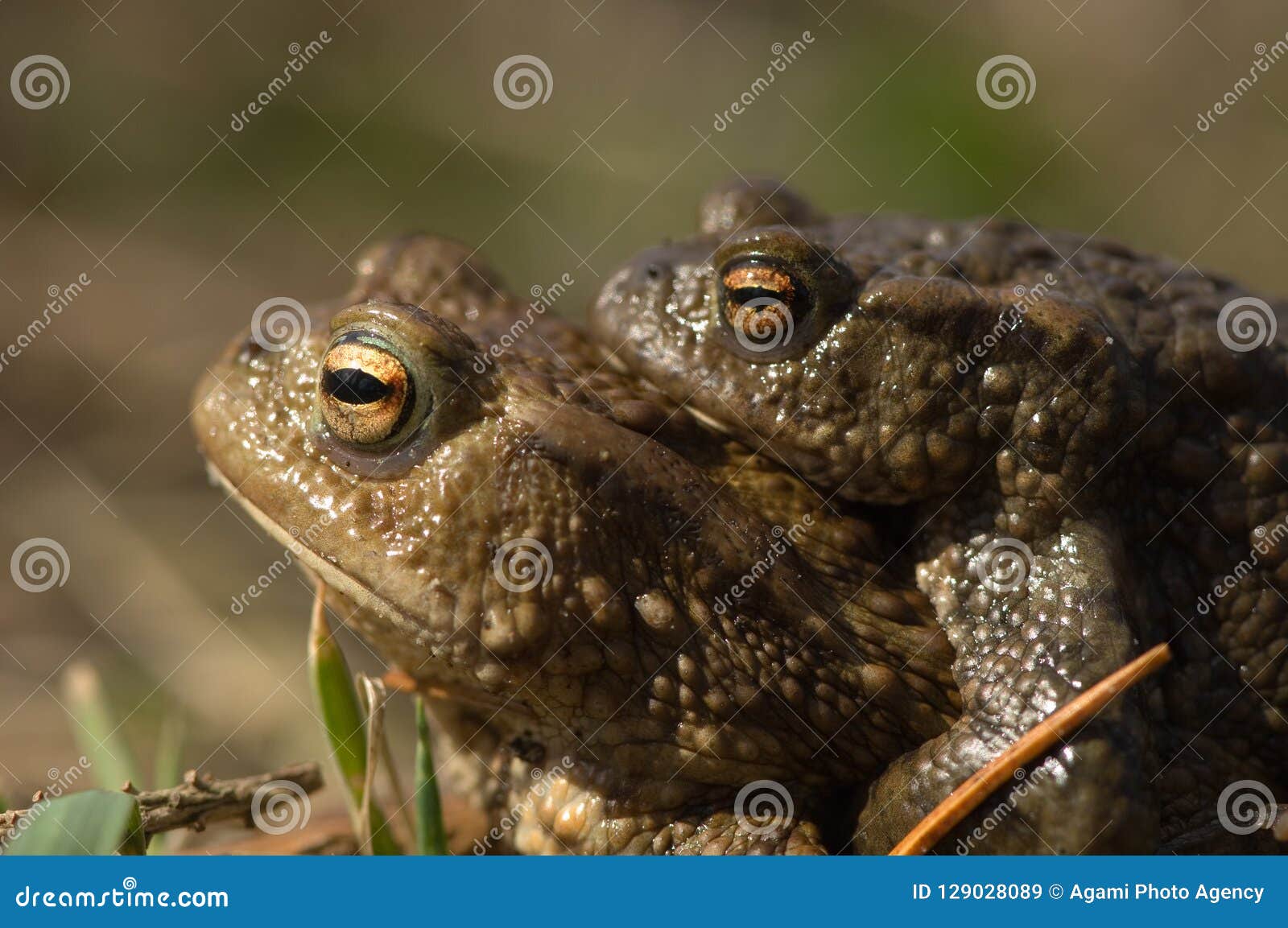 Gewone Pad; Common Toad; Bufo Bufo Stock Image - Image of europa ...