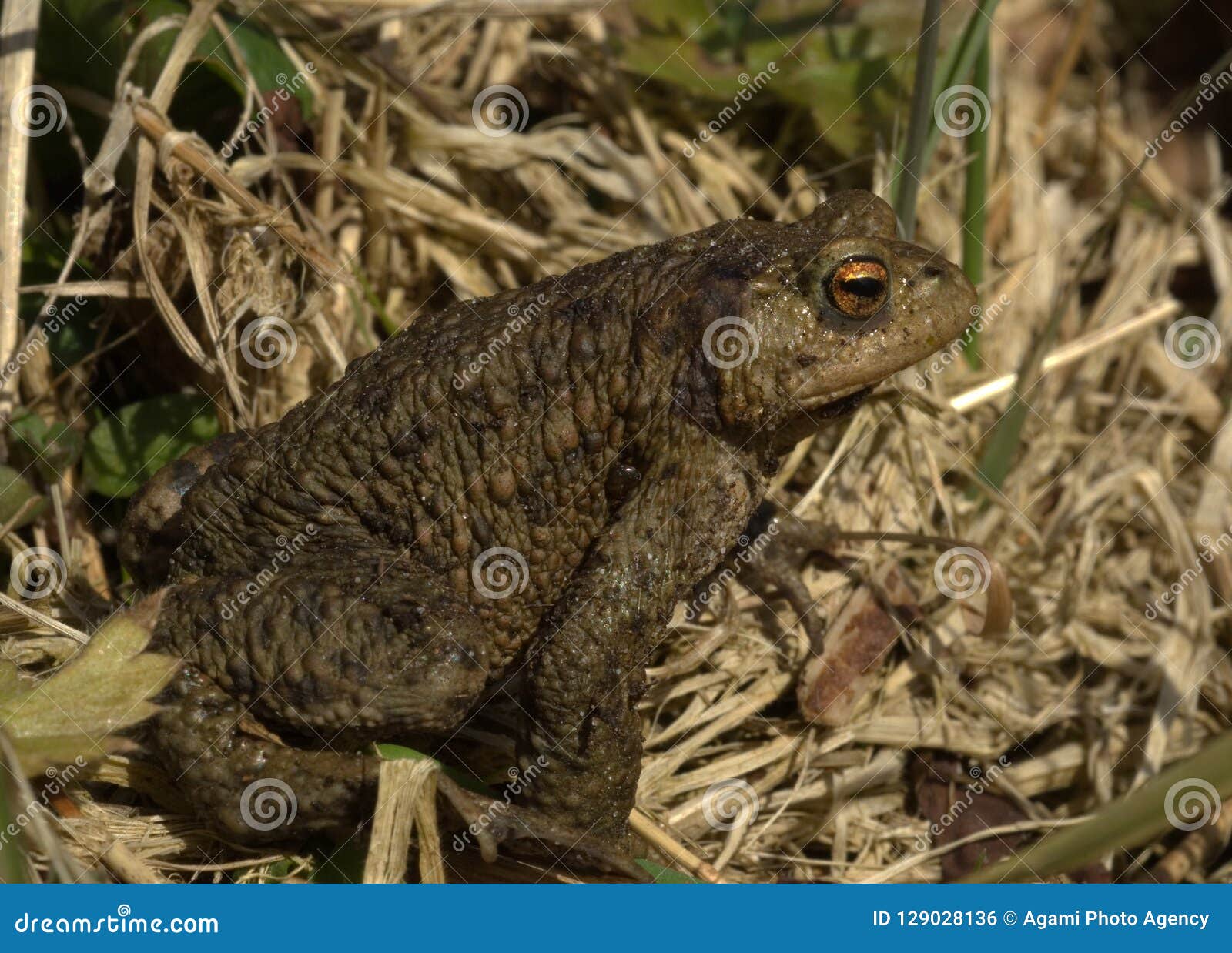 Gewone Pad; Common Toad; Bufo Bufo Stock Photo - Image of common ...