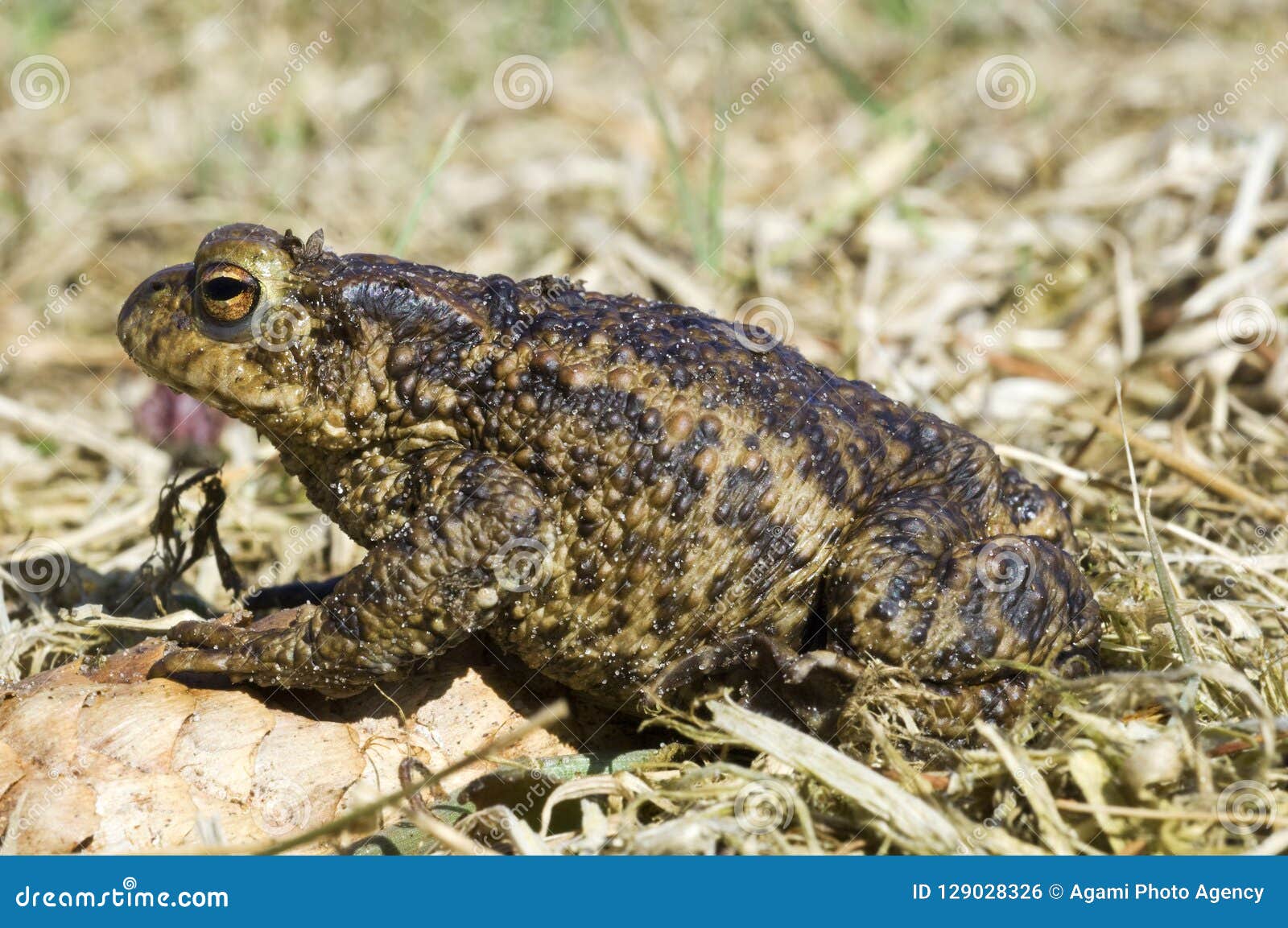 Gewone Pad, Common Toad, Bufo Bufo Stock Photo - Image of holland, bufo ...