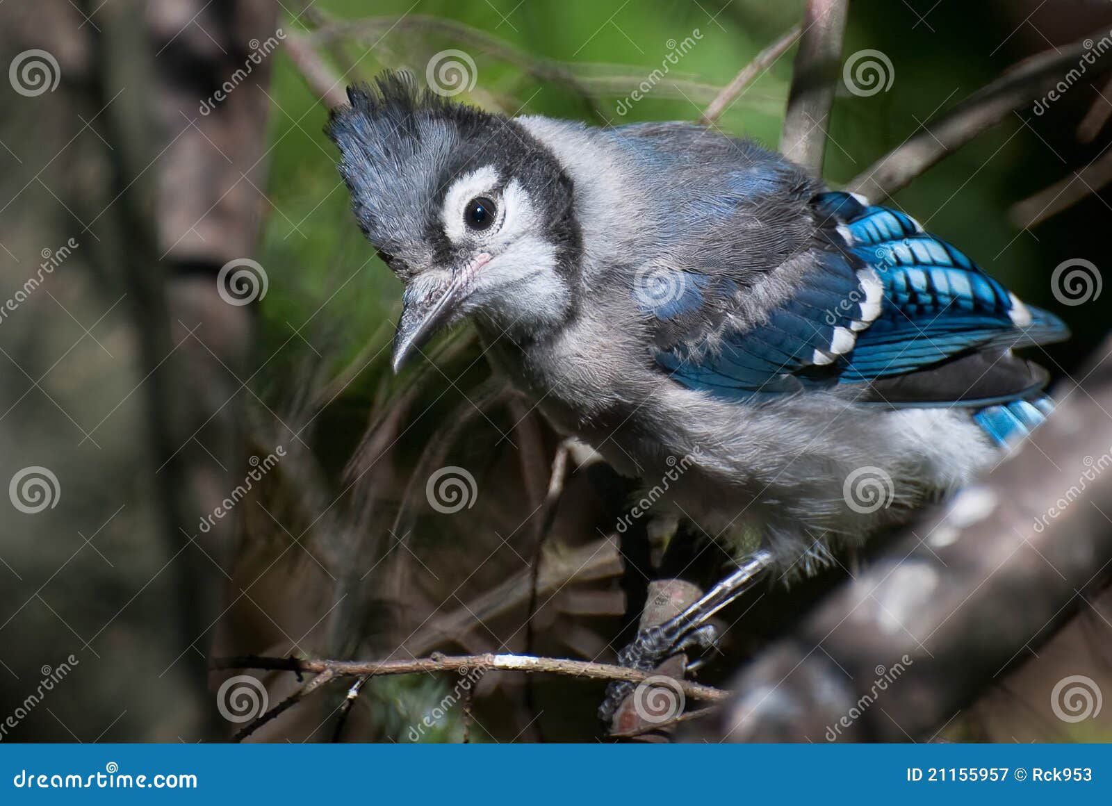 Gewordener Vogel Blauer Jay Stockbild - Bild von jung, vogel: 21155957