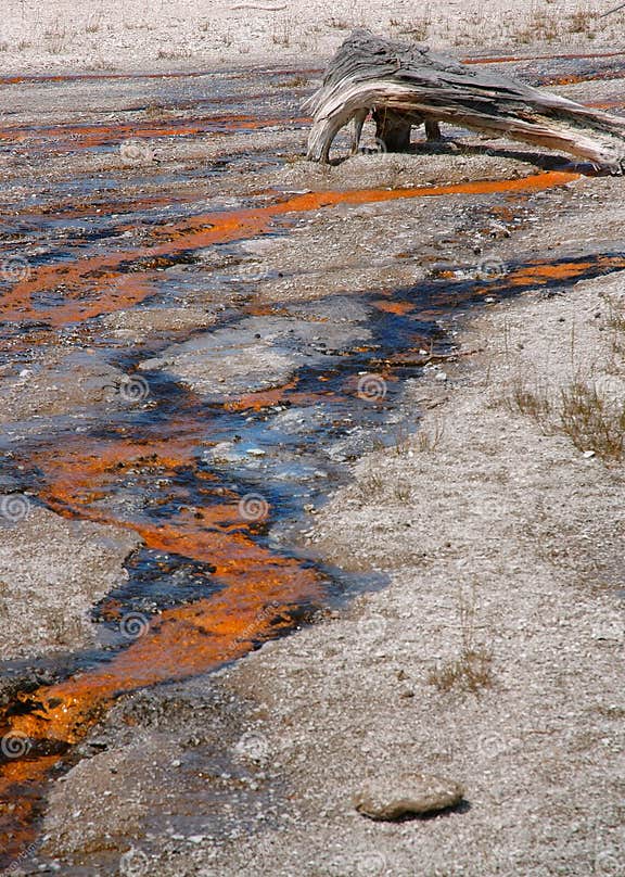 Geyser Runoff with Dead Tree Stock Photo - Image of liquid, bare: 238482