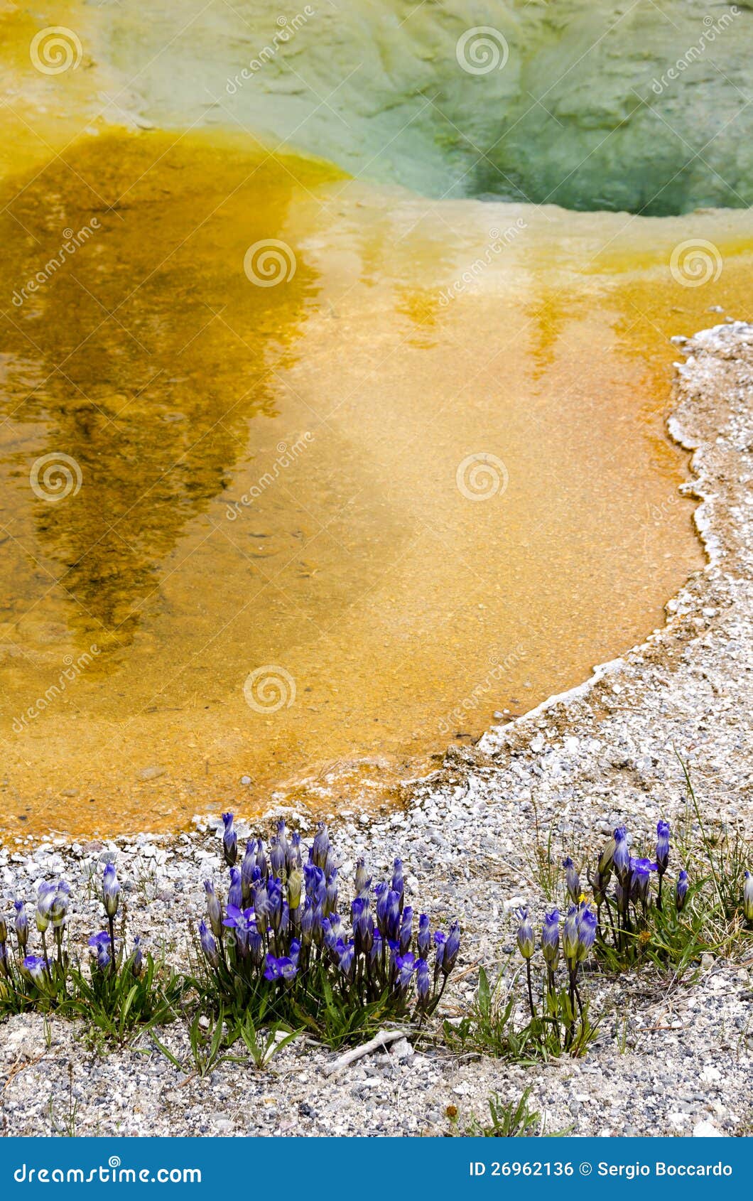 Geyser in Yellowstone with Flowers Stock Photo - Image of mountain ...