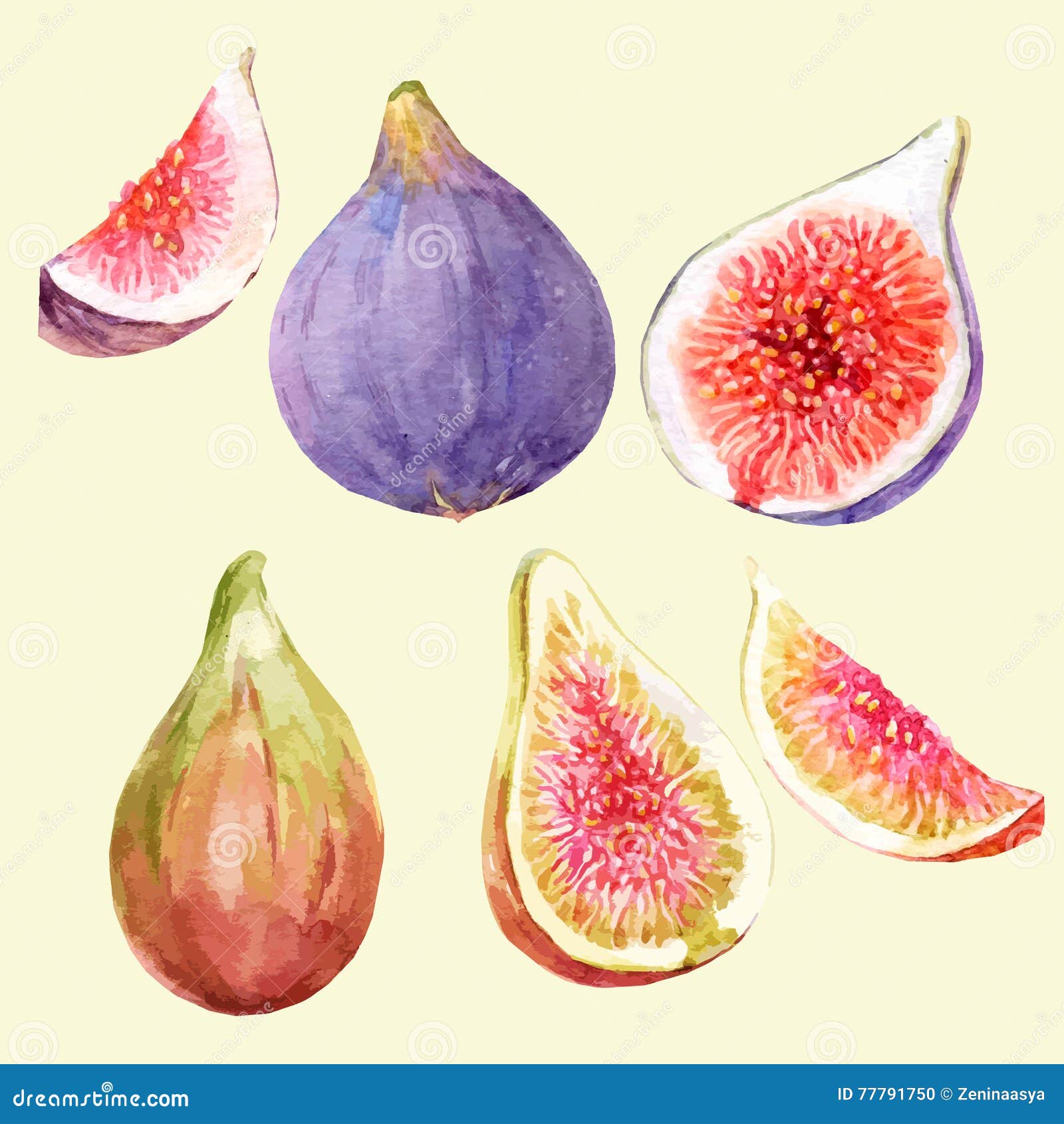 Gezeichnete Feigen Des Aquarells Hand Vektor Abbildung - Illustration ...