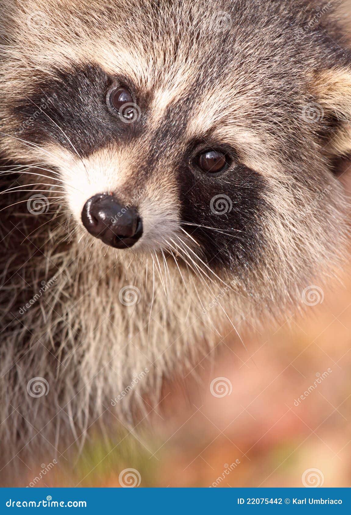 Gezicht van wasbeer stock foto. Image of nave, dier, quebec - 22075442