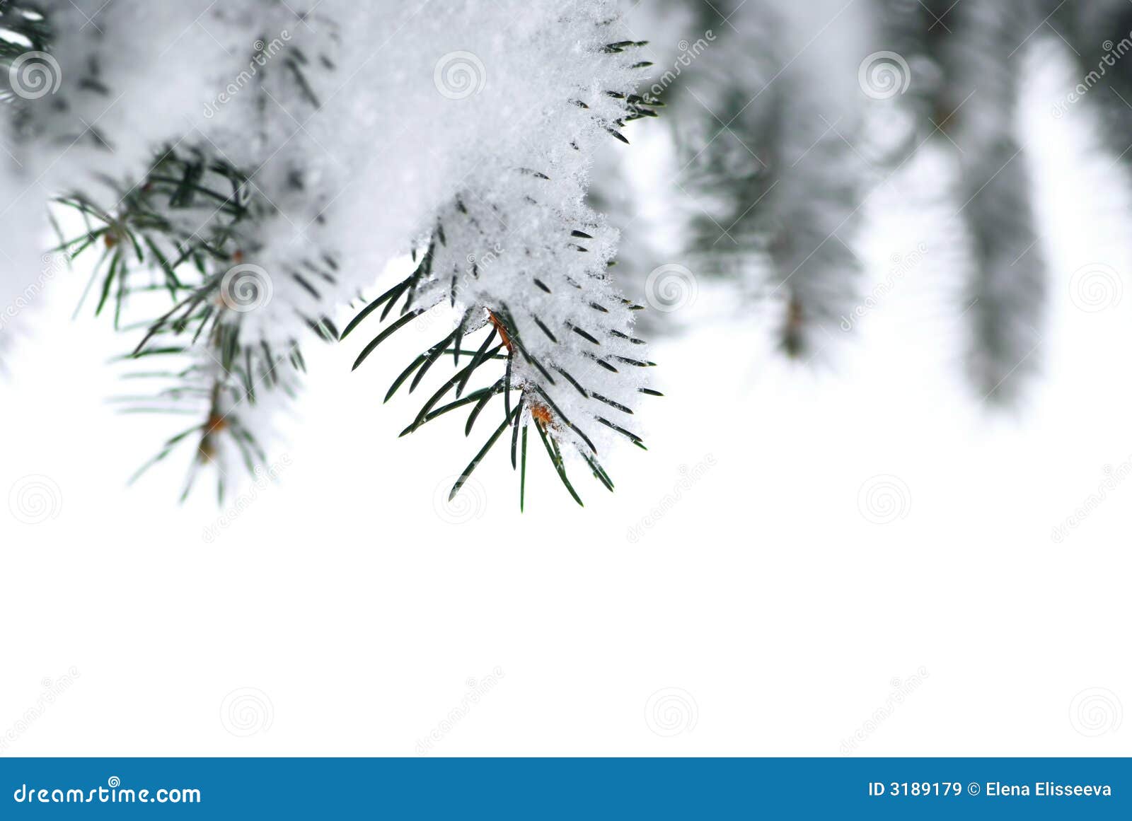 Gezierte Zweige mit Schnee stockbild. Bild von gestaltet - 3189179