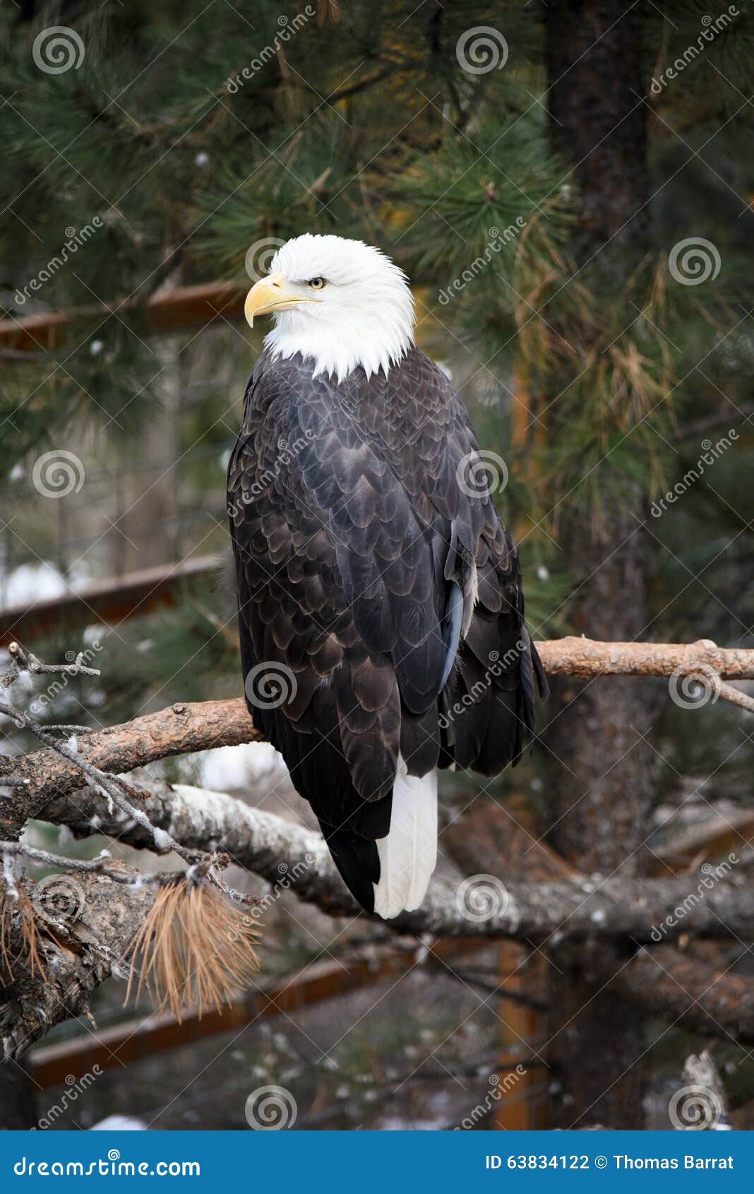 Gezond Wild Amerikaans Kaal Eagle in Een Boom Stock Foto - Image of ...