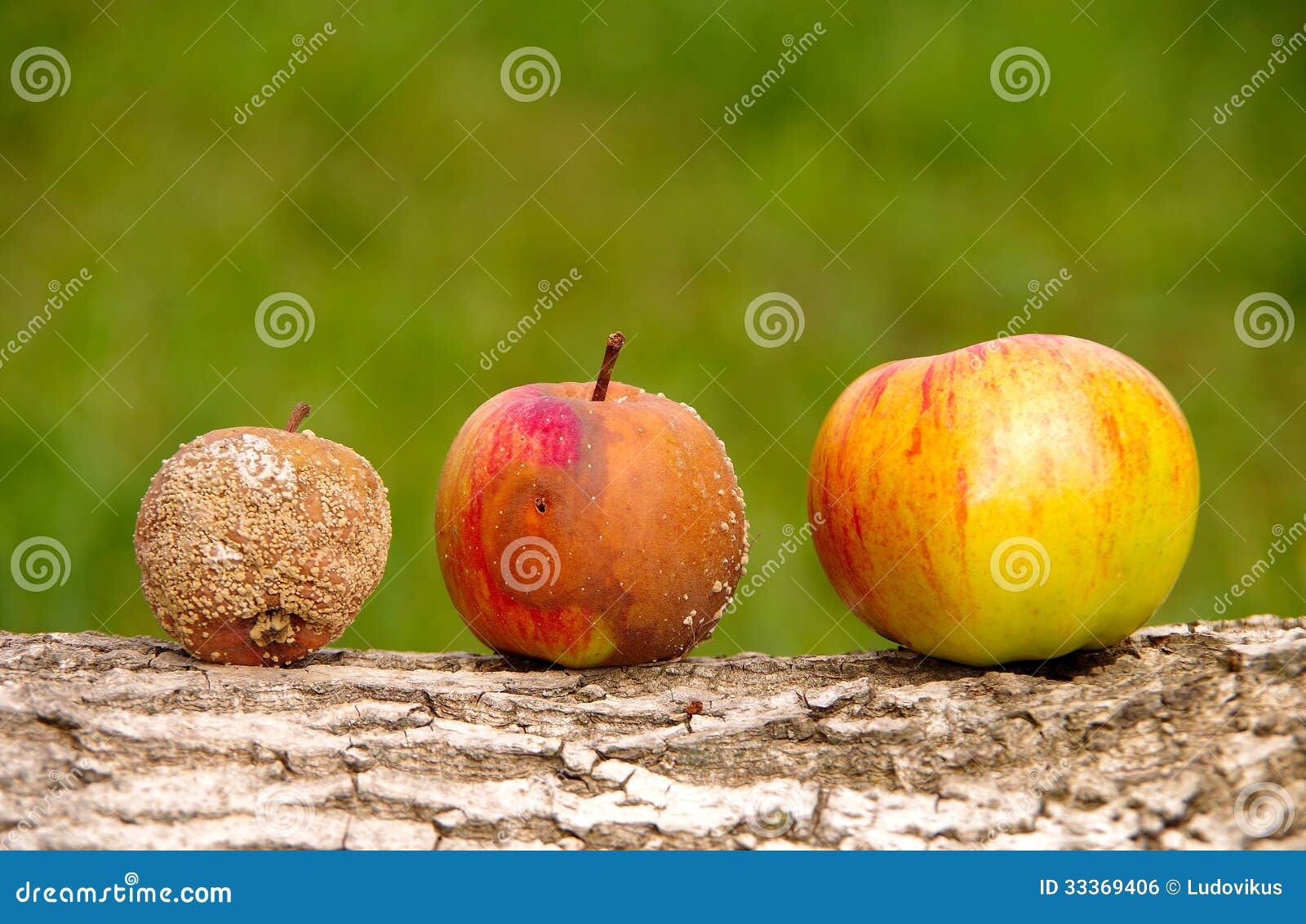 Gezonde en rotte appel stock foto. Image of rood, voedsel - 33369406