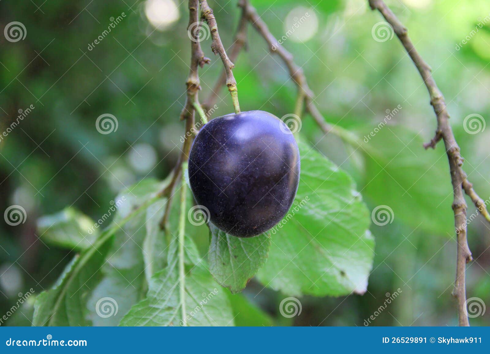 Gezonde Pruim in boom stock afbeelding. Afbeelding bestaande uit ...