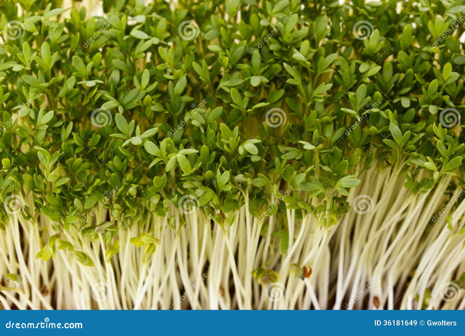 Gezonde tuinkers stock afbeelding. Image of naughty, gewas - 36181649