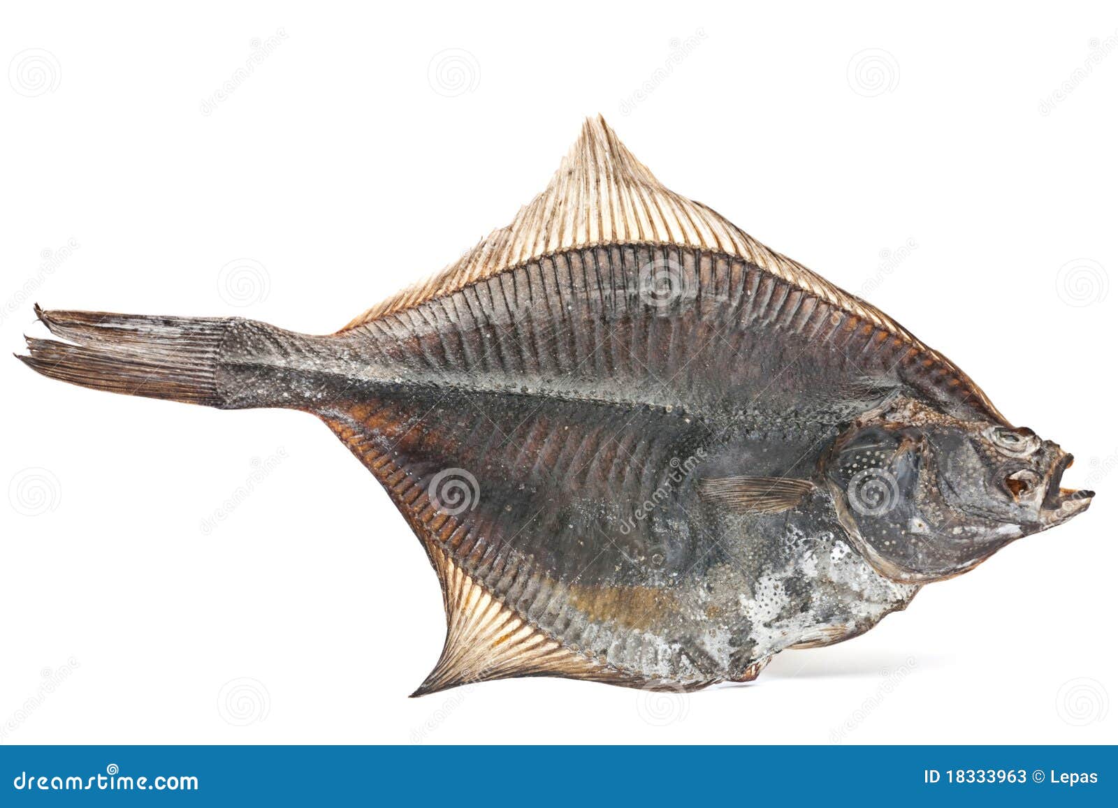 Gezouten platvissen stock afbeelding. Image of beeld - 18333963