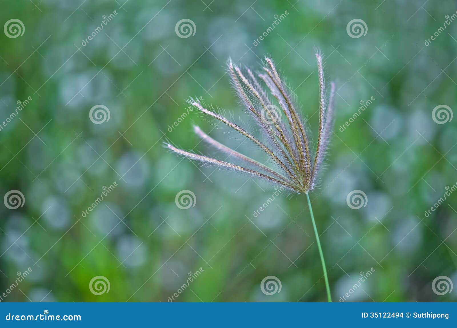 GEZWELD VINGERgras stock foto. Image of onkruid, bloei - 35122494
