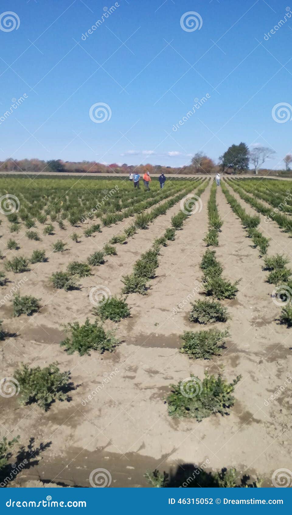 Gghh stock photo. Image of kkhh, gghh - 46315052