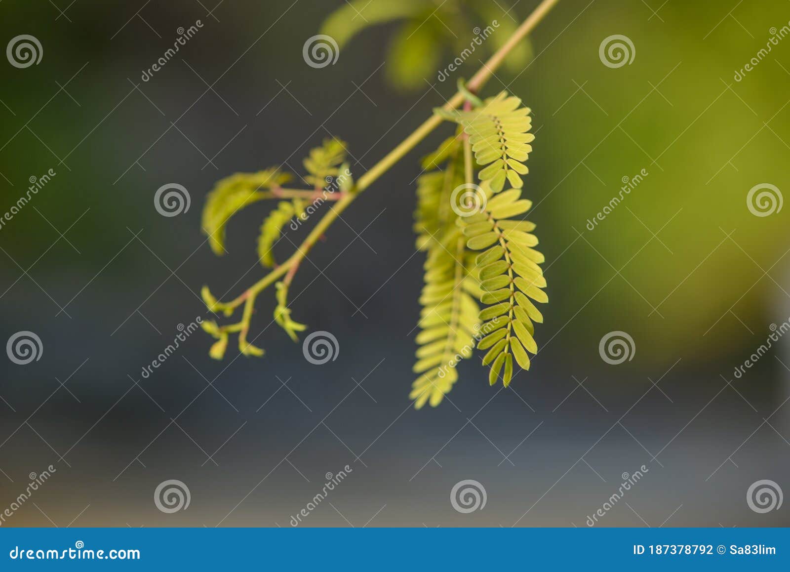 Ghaf Tree Leaves, Muscat, Oman Stock Photo - Image of desert, muscat ...