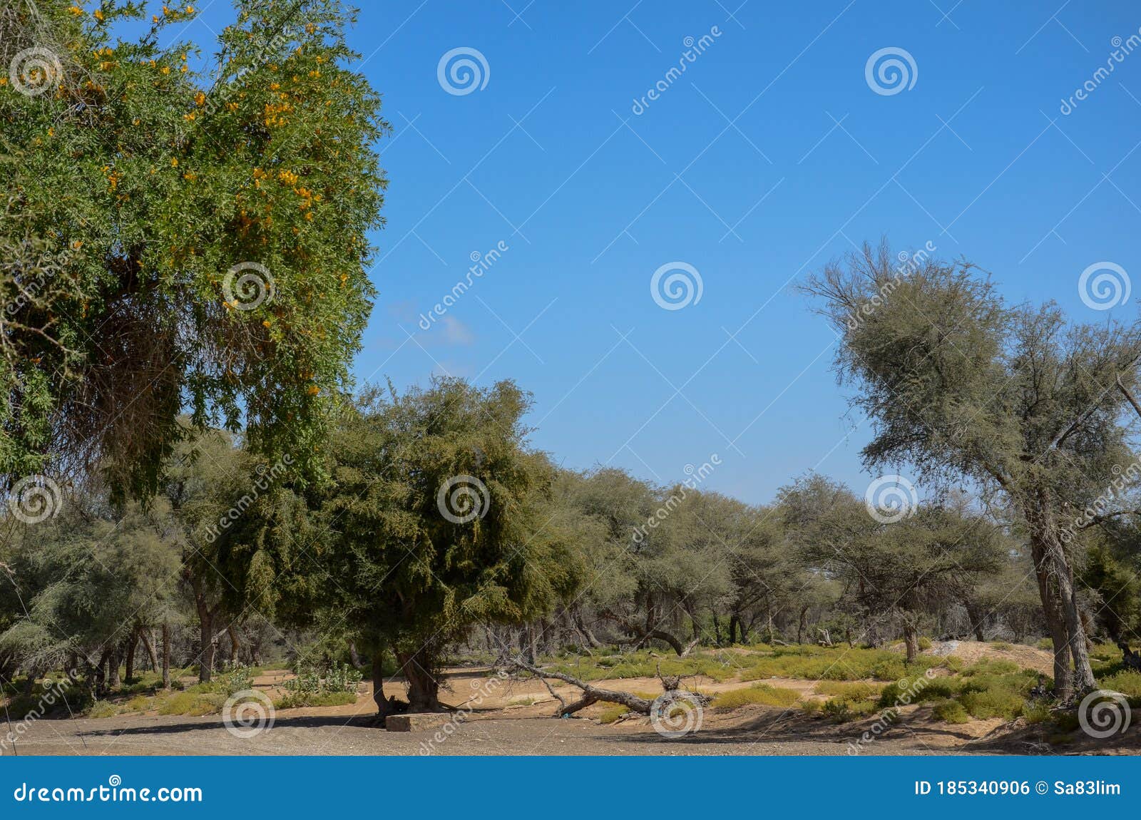 Ghaf desert trees stock photo. Image of east, wadi, nature - 185340906