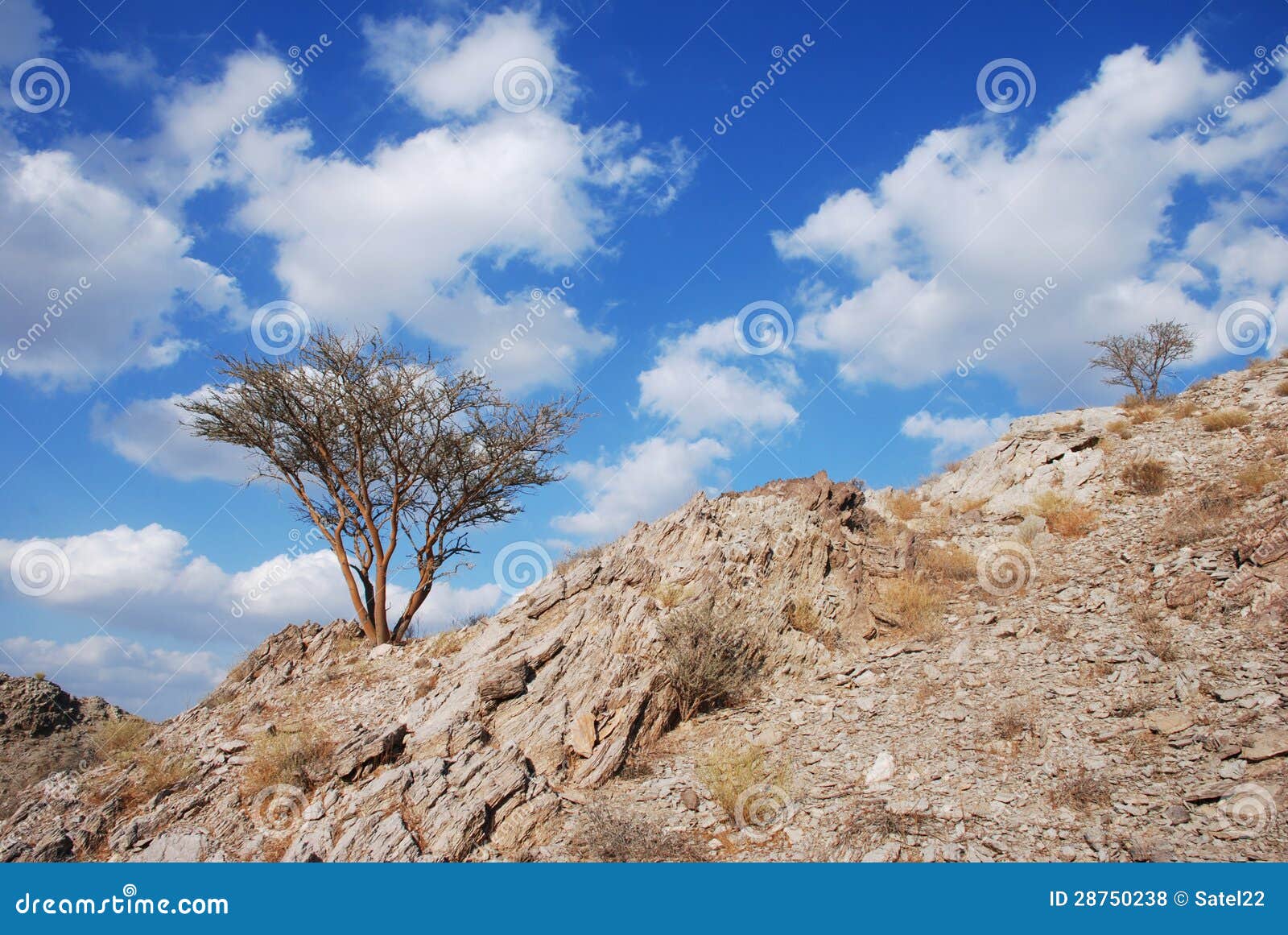 A Ghaf Tree Royalty Free Stock Photos - Image: 28750238