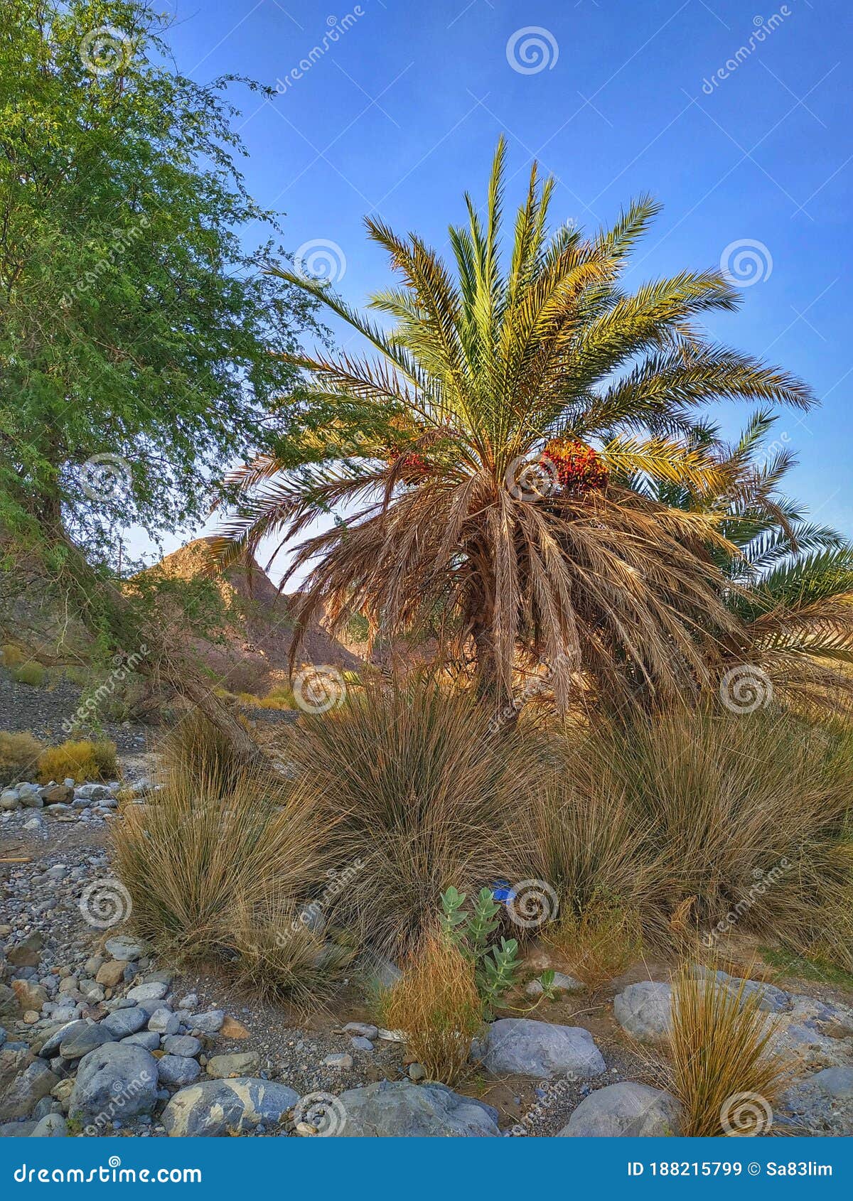Ghaf Tree and Date Palm Tree Stock Image - Image of garden, leaf: 188215799