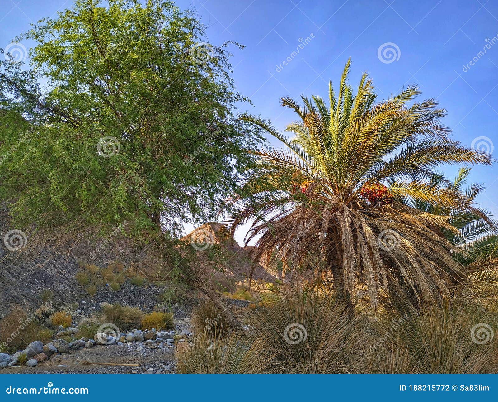 Ghaf Tree and Date Palm Tree Stock Photo - Image of food, ghaf: 188215772