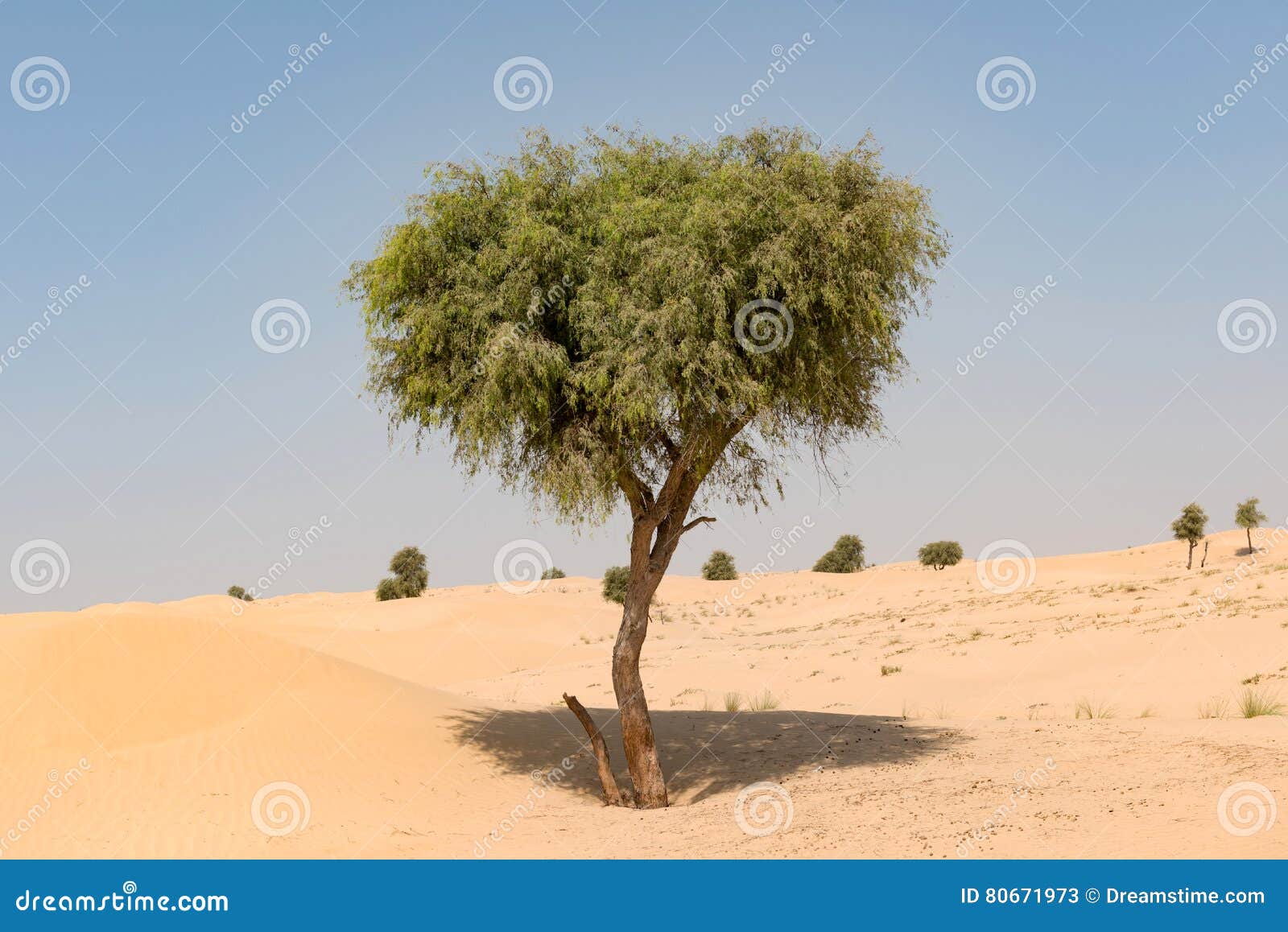 Barren Desert Tree