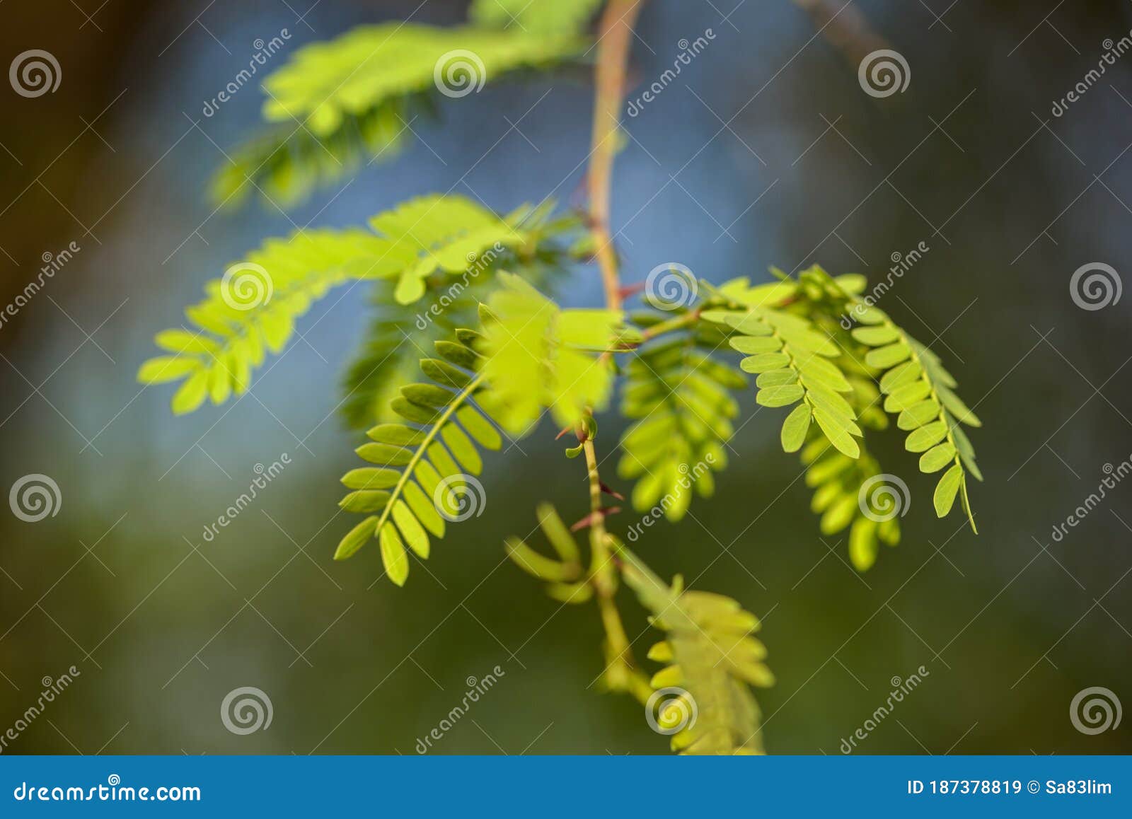 Ghaf Tree Leaves, Muscat, Oman Stock Image - Image of muscat, flora ...