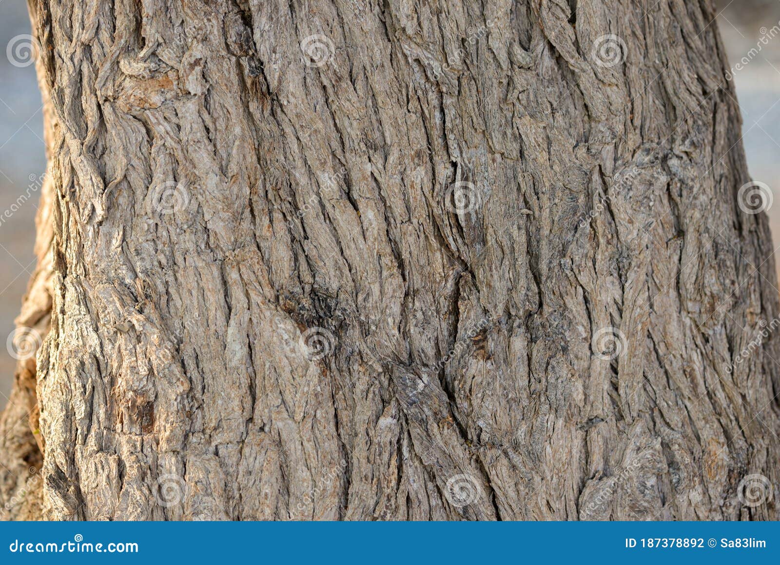 Ghaf Tree Trunk, Muscat, Oman Stock Photo - Image of tree, trunk: 187378892