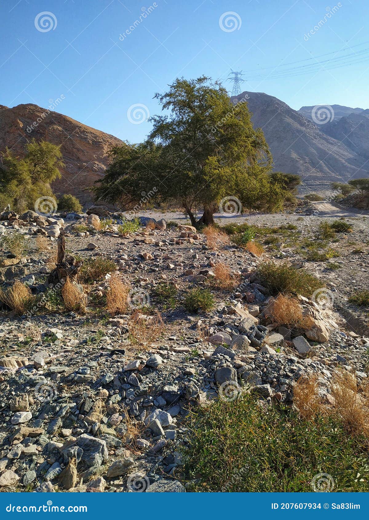 Ghaf Tree in Wadi Saal Mountains Valley, Oman Stock Photo - Image of ...