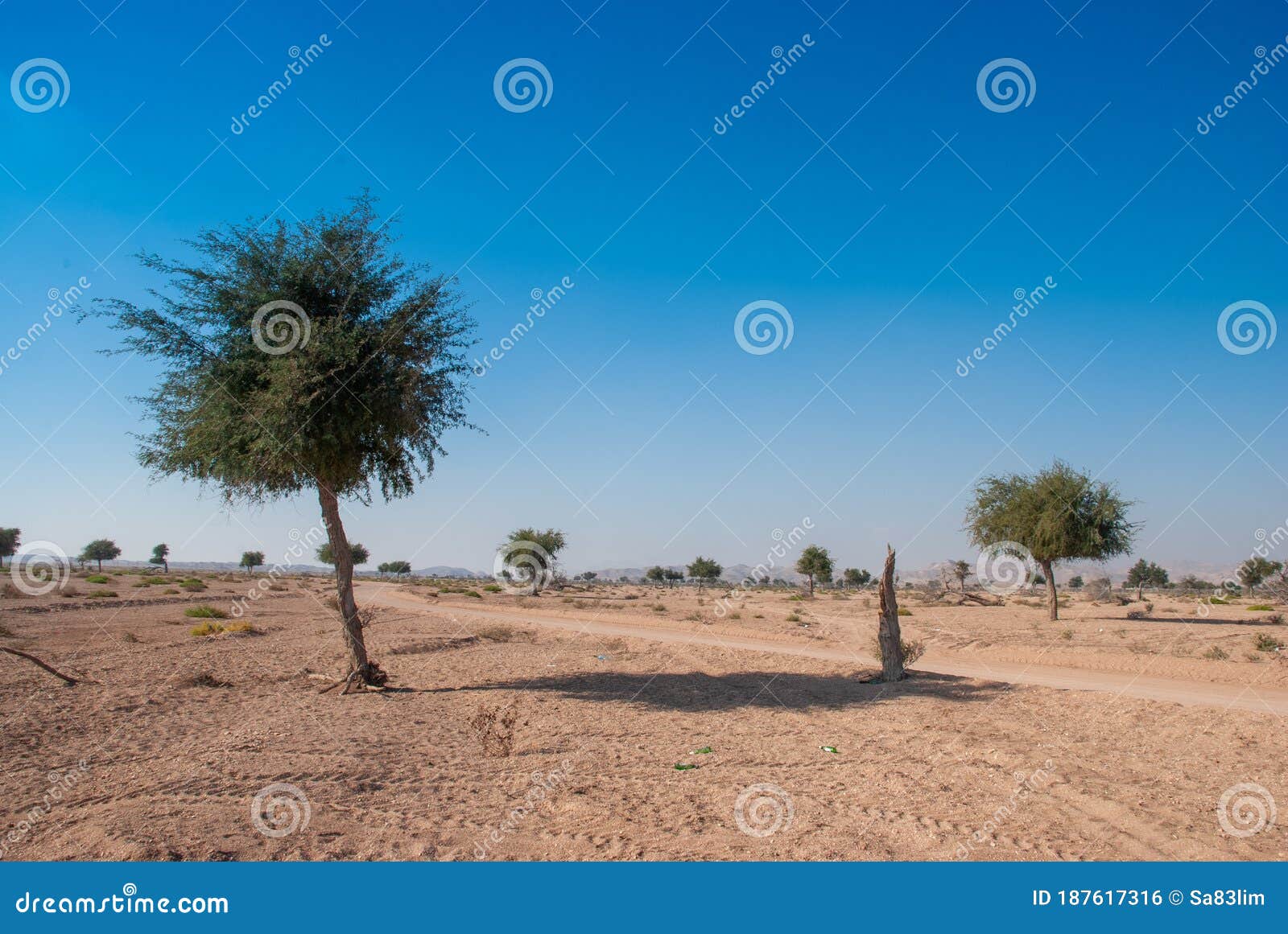 Ghaf Trees in the Desert, Oman Stock Photo - Image of ghaf, woods ...