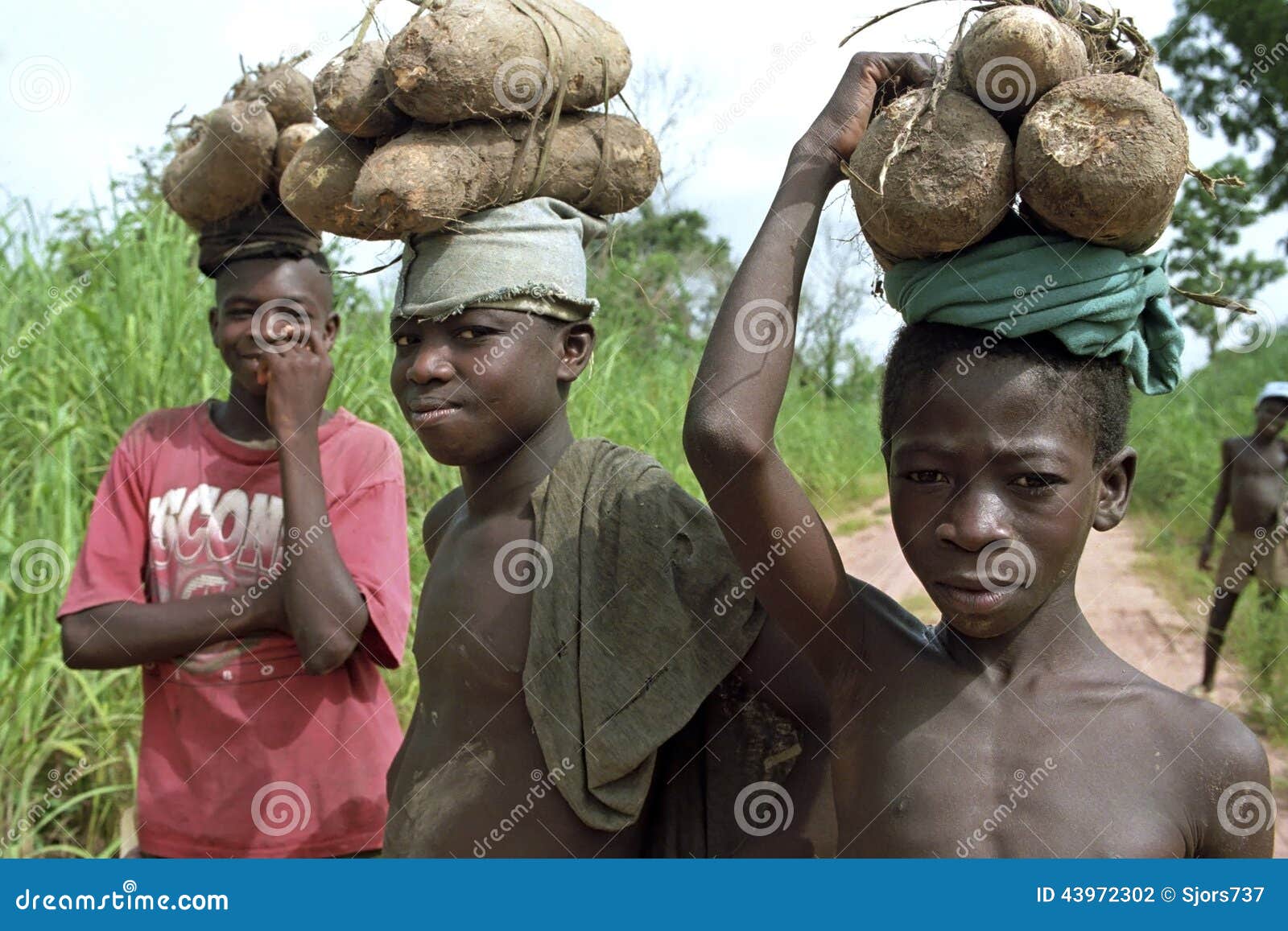 Ghanaian Boys Carry Yams on Their Heads Editorial Photography - Image ... Ghanaian Boys Carry Yams on Their Heads Editorial Photography - Image ...