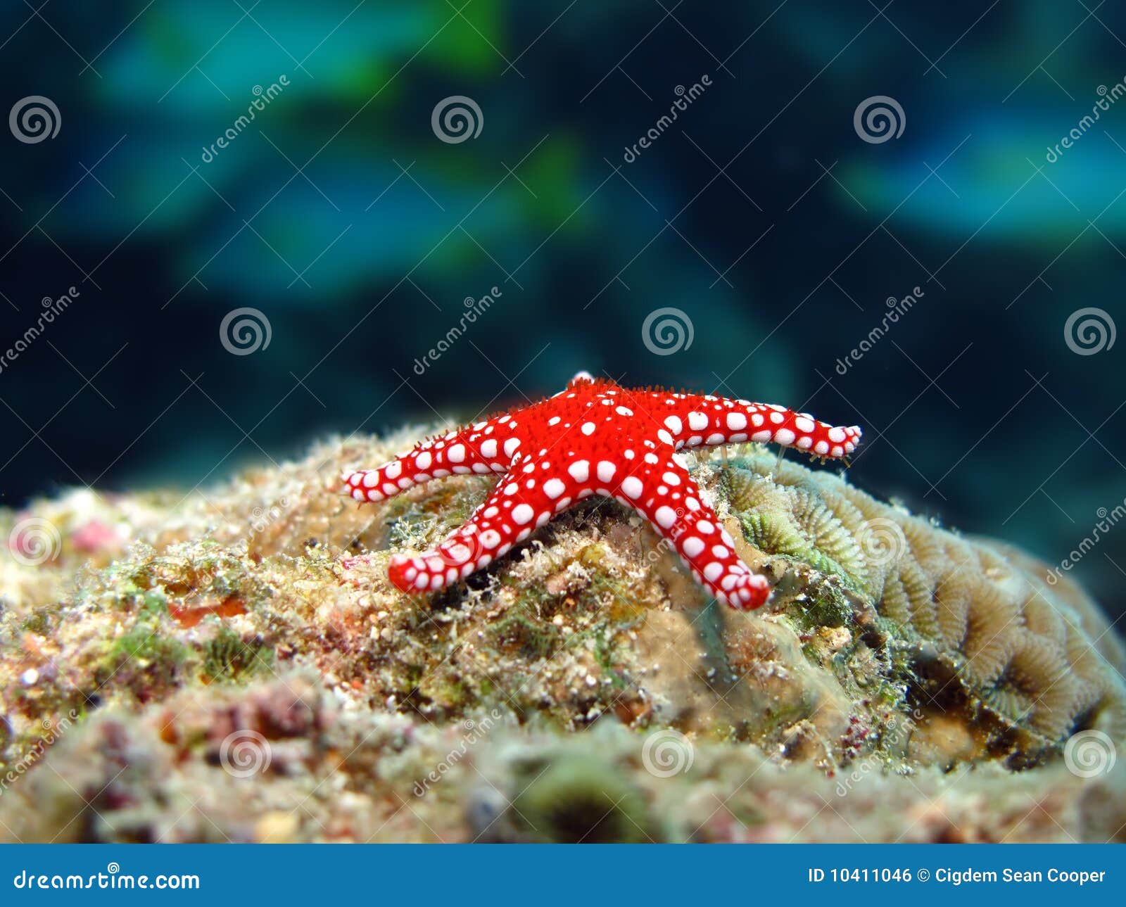 Ghardaqa sea sta stock photo. Image of nature, ghardaqa - 10411046