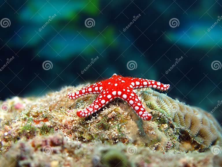 Ghardaqa sea sta stock photo. Image of nature, ghardaqa - 10411046