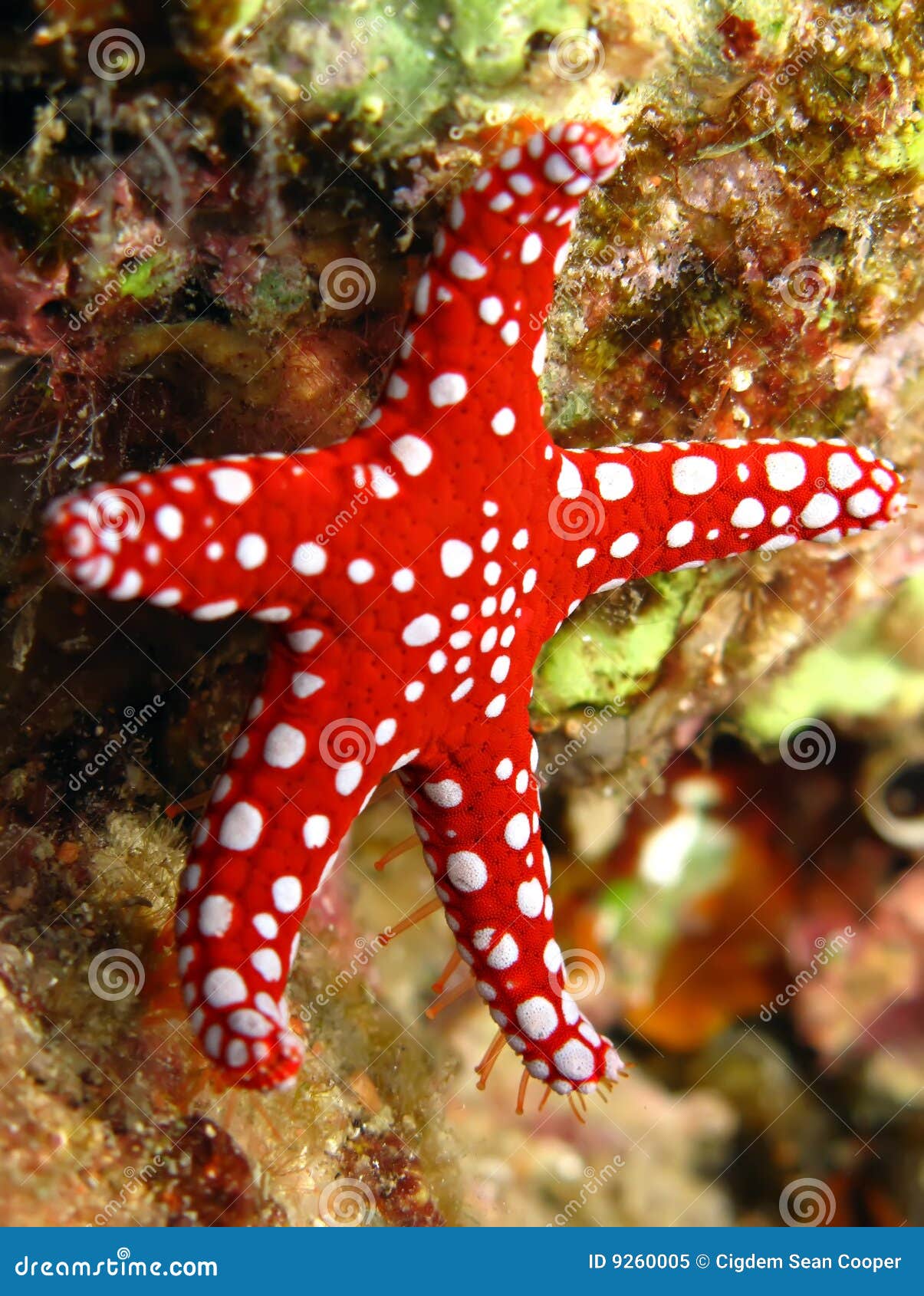 Ghardaqa sea sta stock image. Image of colorful, underwater - 9260005
