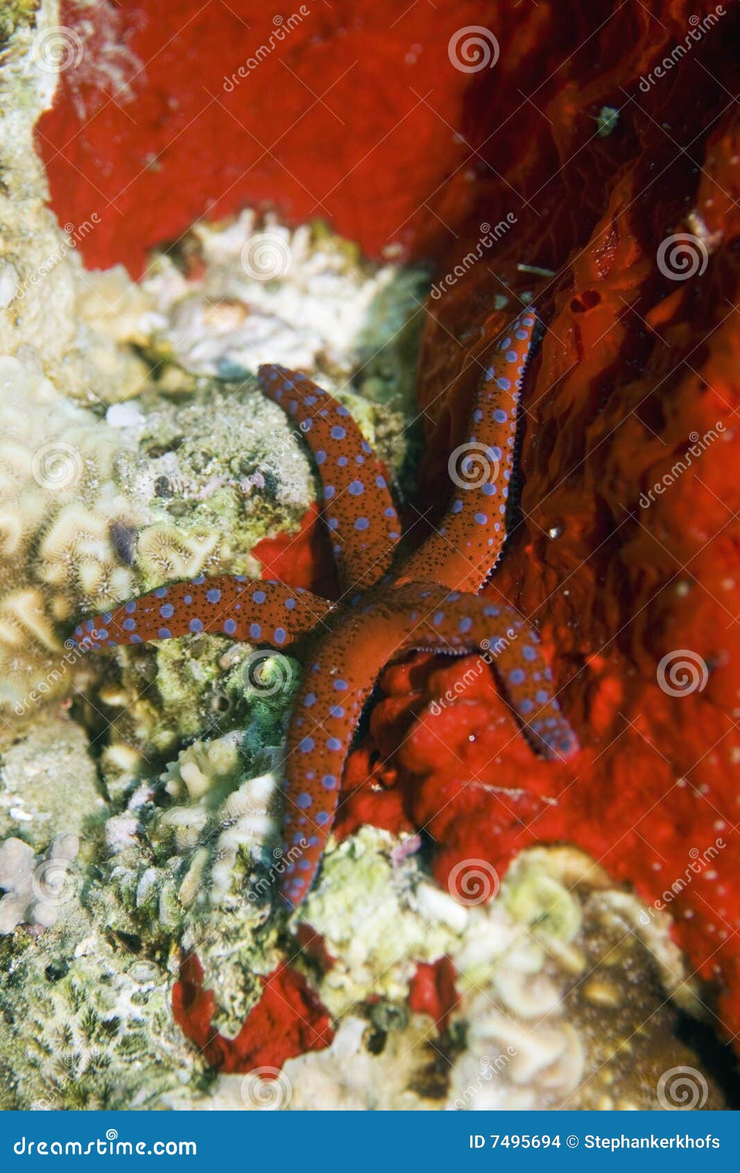 Ghardaqa sea star stock photo. Image of black, animal - 7495694