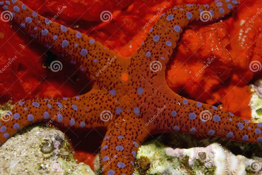 Ghardaqa sea star stock image. Image of hardcoral, tropical - 7495697