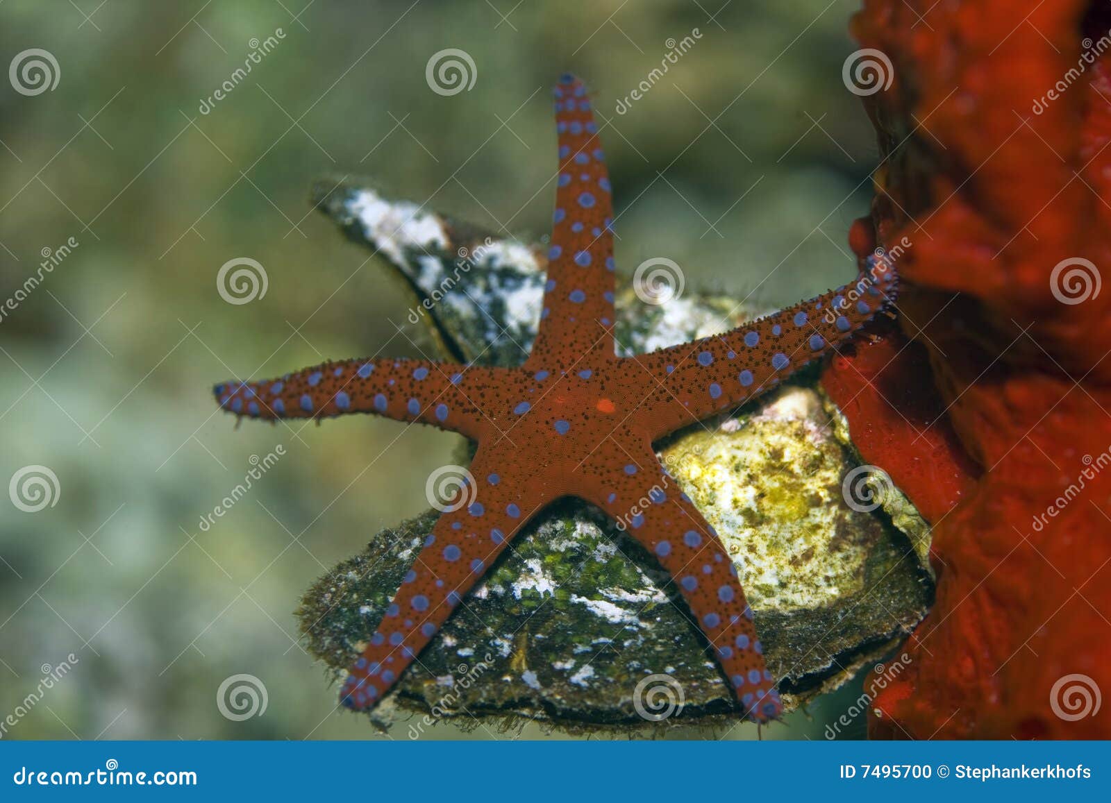 Ghardaqa sea star stock photo. Image of dive, aquatic - 7495700