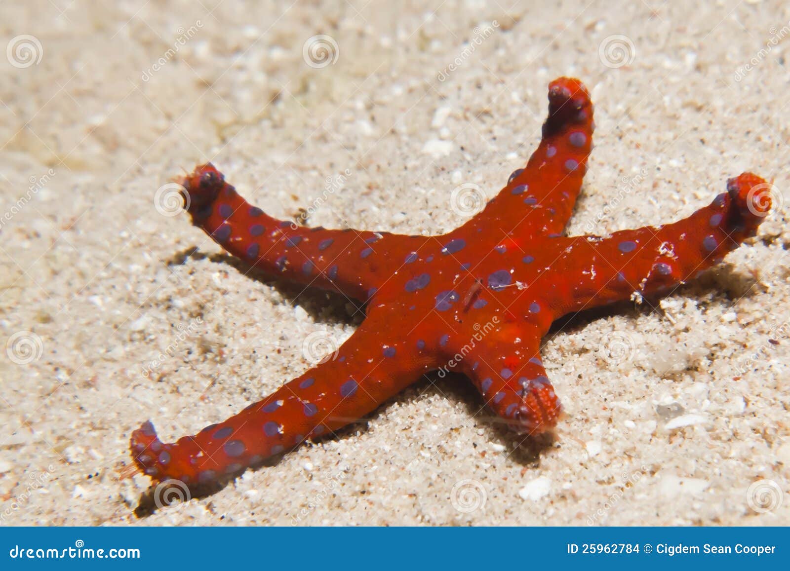 Ghardaqa Seestern (fromia Ghardaqana) Stockfoto - Bild von erkunden ...